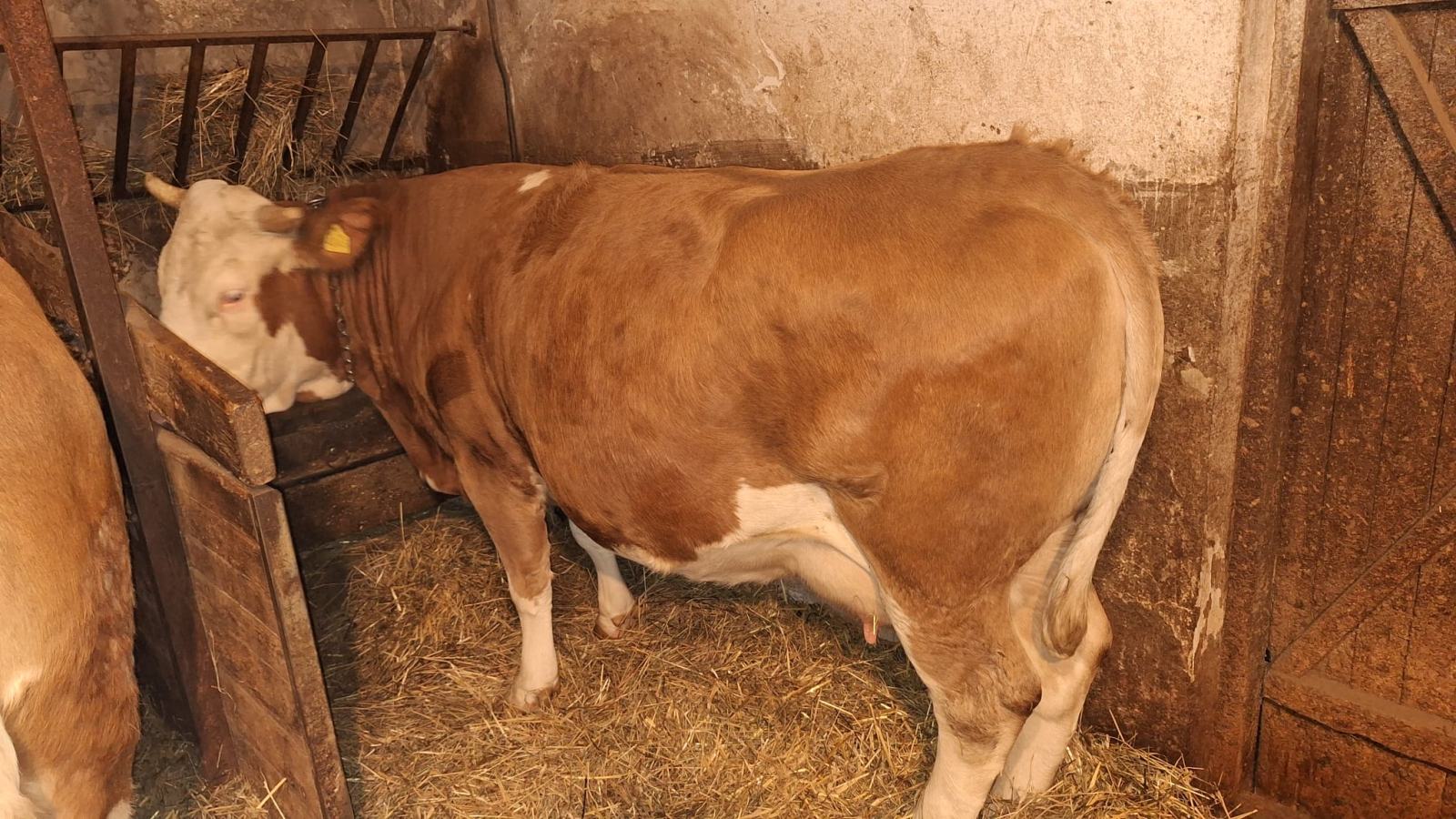 MLADE KRAVE I TELAD SIMENTALSKE PASMINE!!!