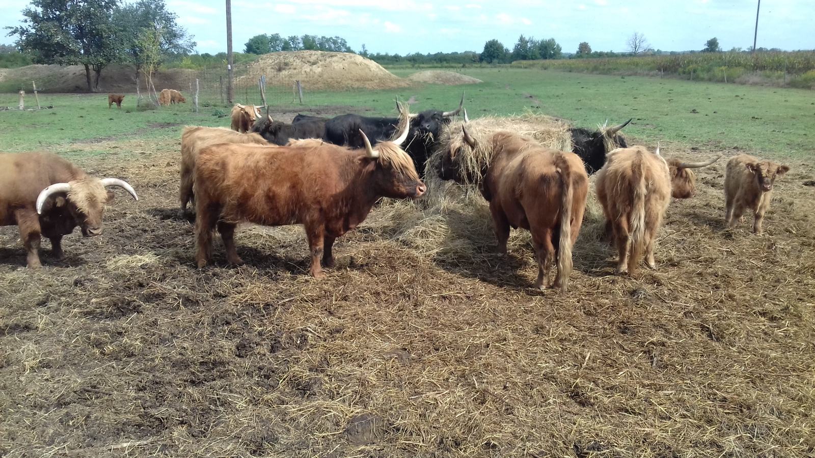 Mogućnost kupnje stada škotskog goveda