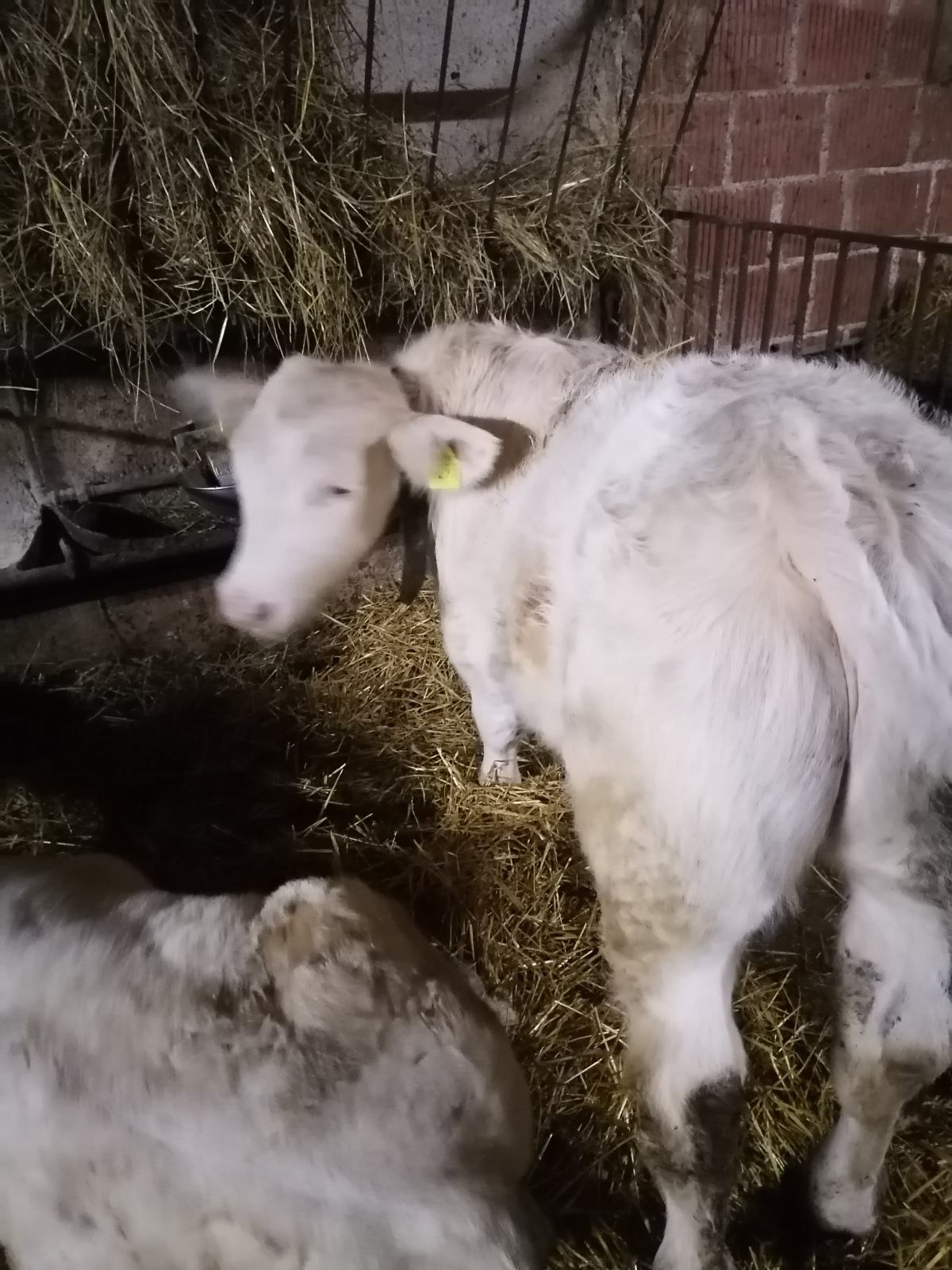 Muška telad šarole