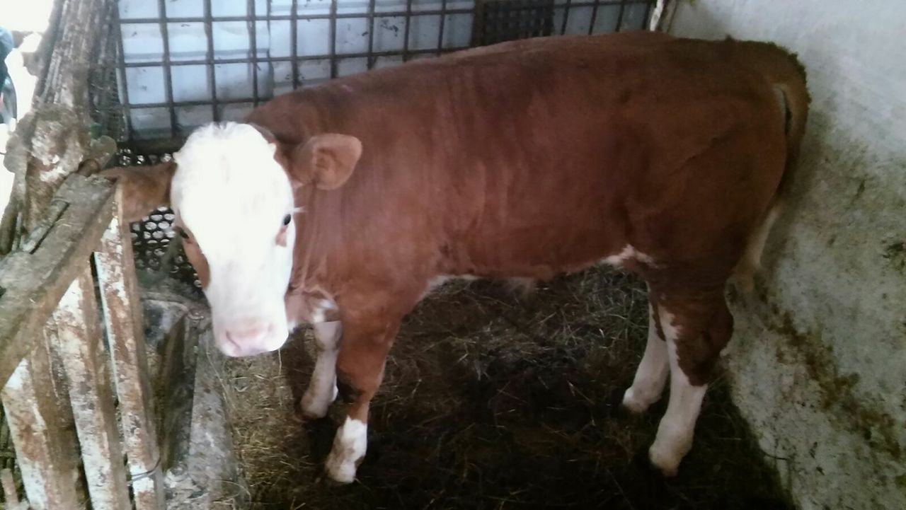 MUŠKO TELE SIMENTALAC PRODAJEM 27 kn/kg