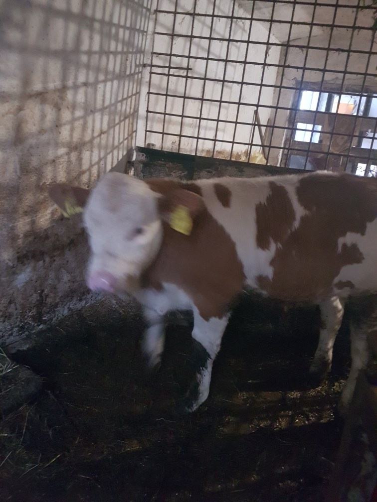 MUŠKO TELE SIMENTALAC