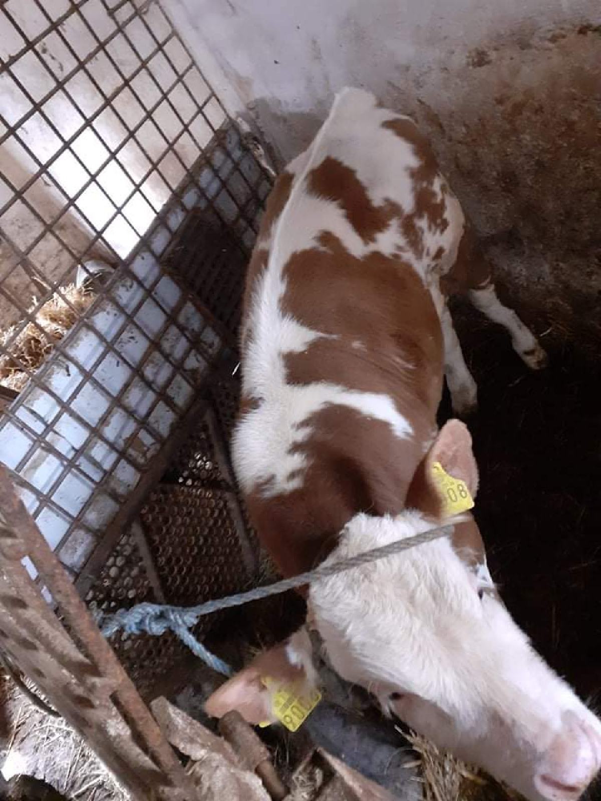 MUŠKO TELE SIMENTALAC