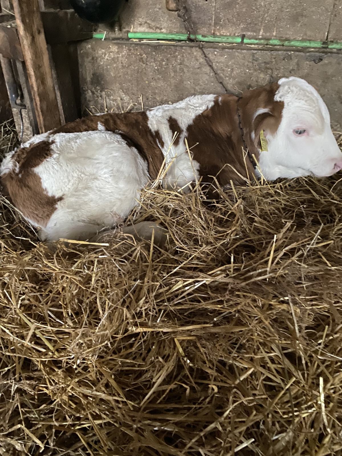 Muško tele simentalac