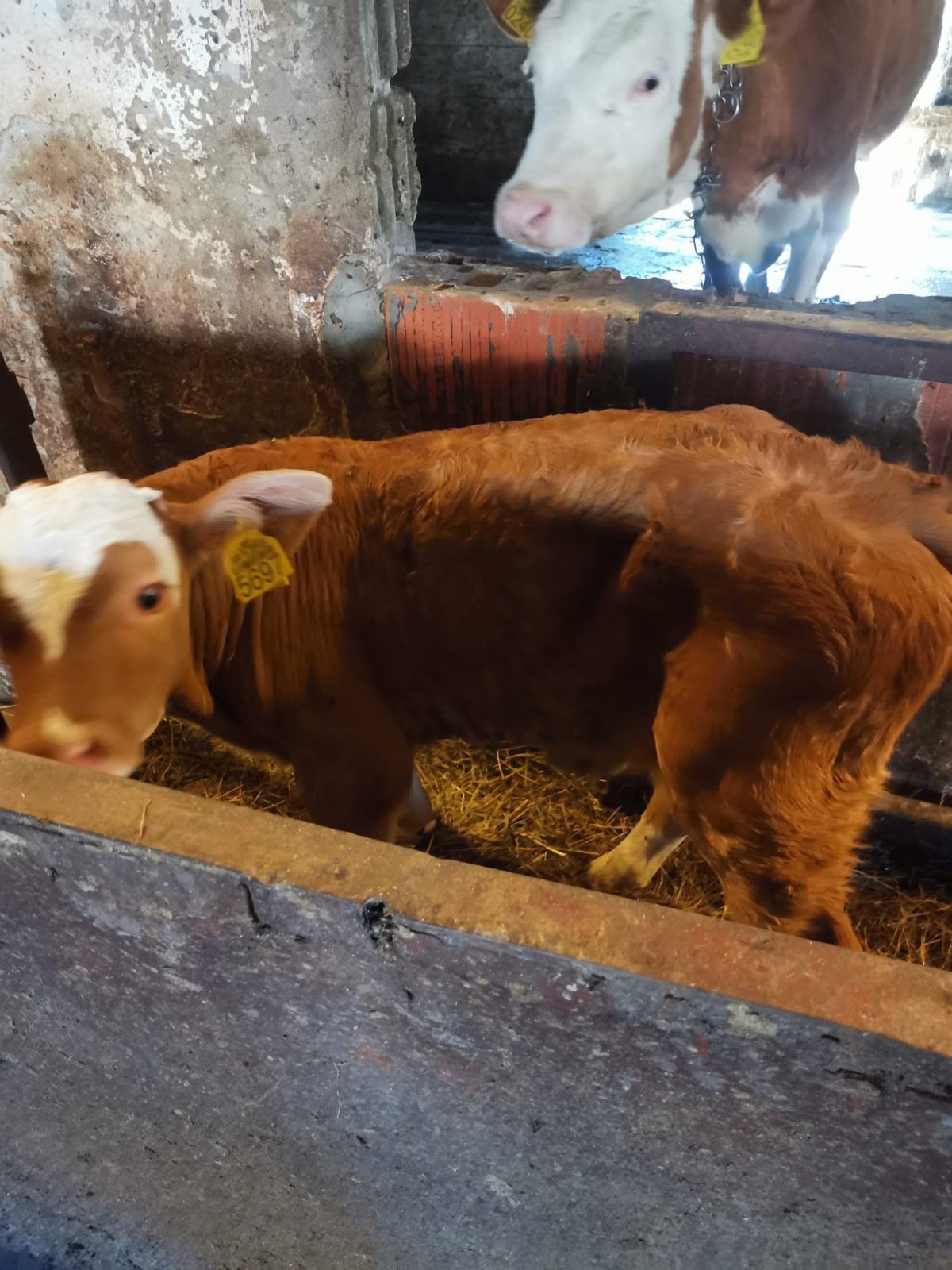 Muško tele simentalac