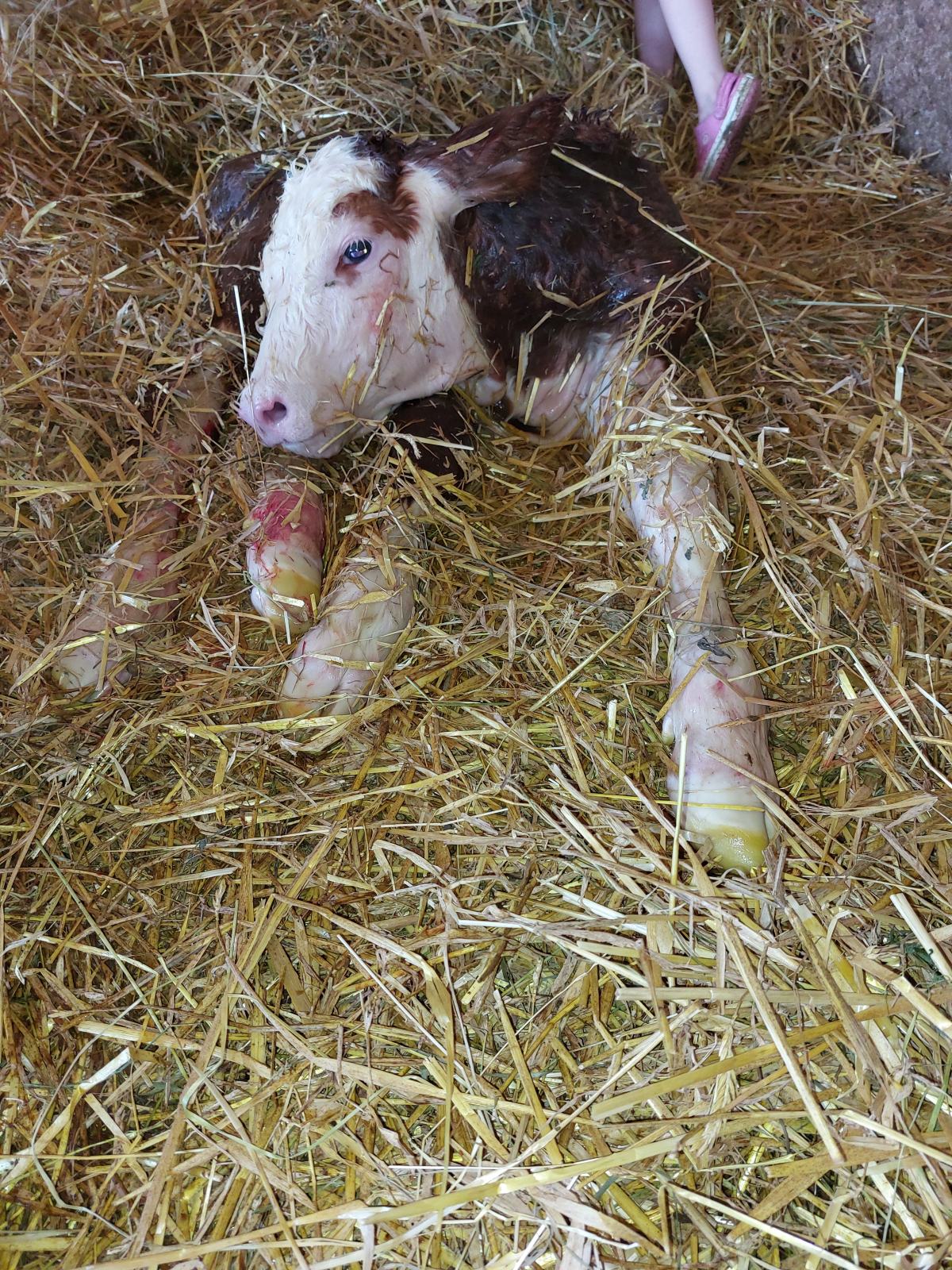 Musko tele simentalac