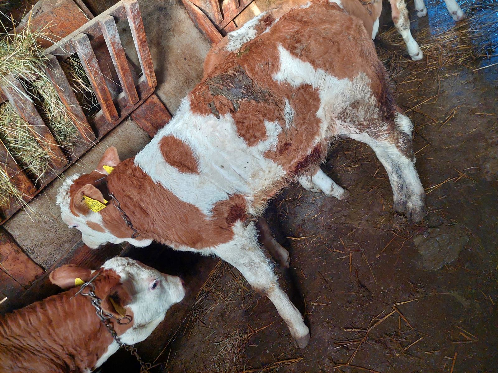 Musko tele simentalac