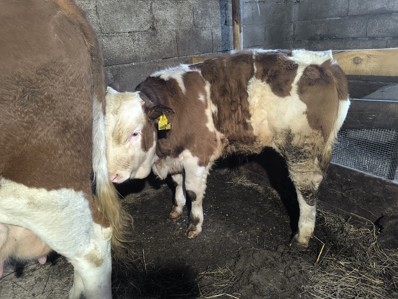 MUSKO TELE SIMENTALAC