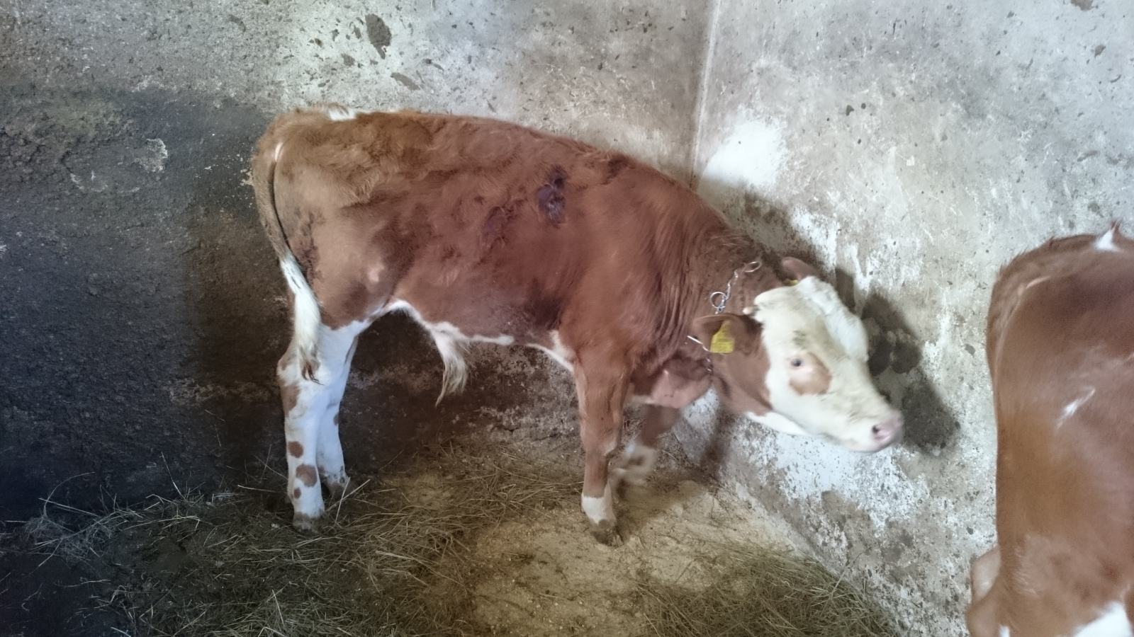 Muško tele simentalac