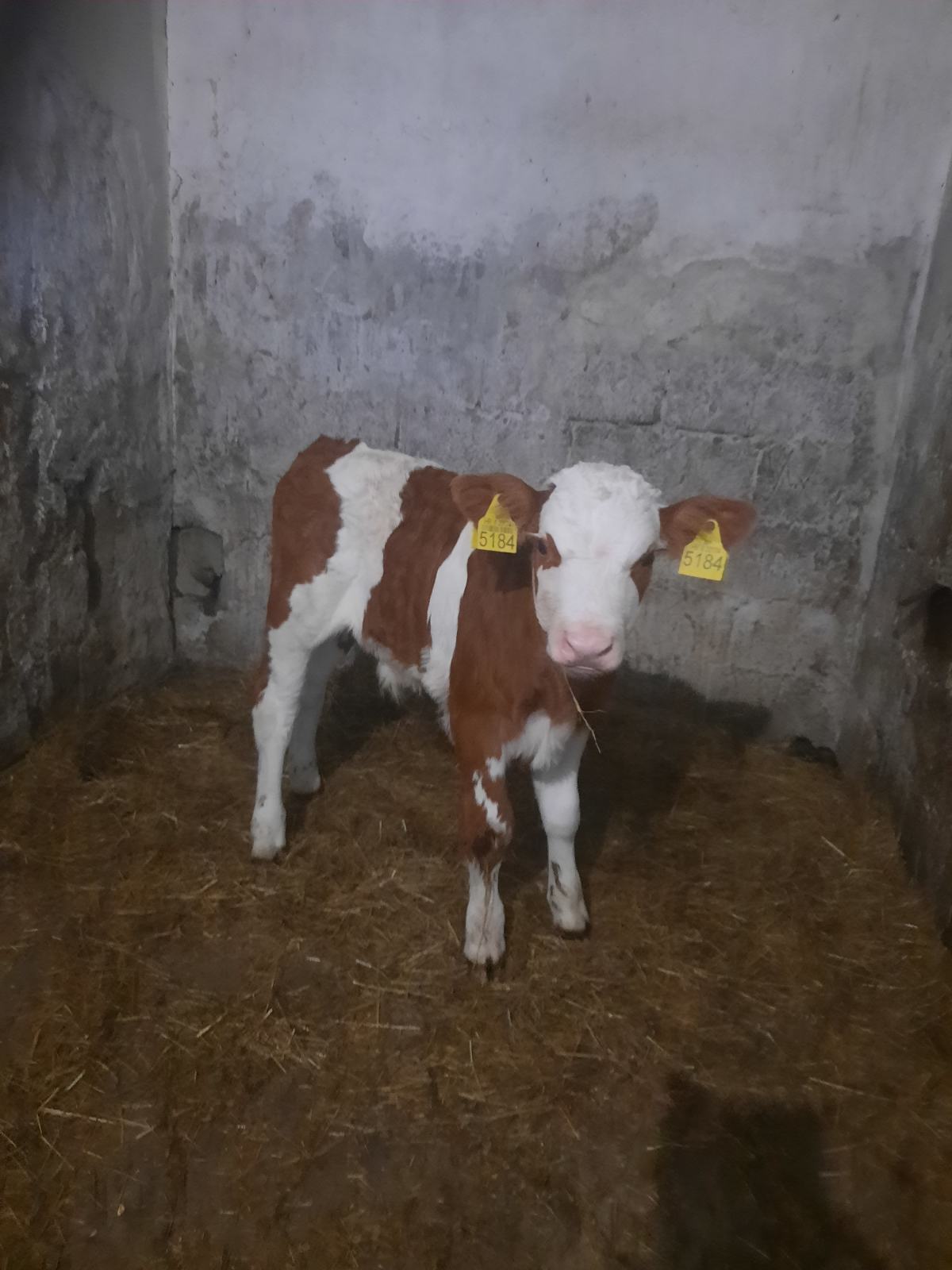 Muško tele simentalac