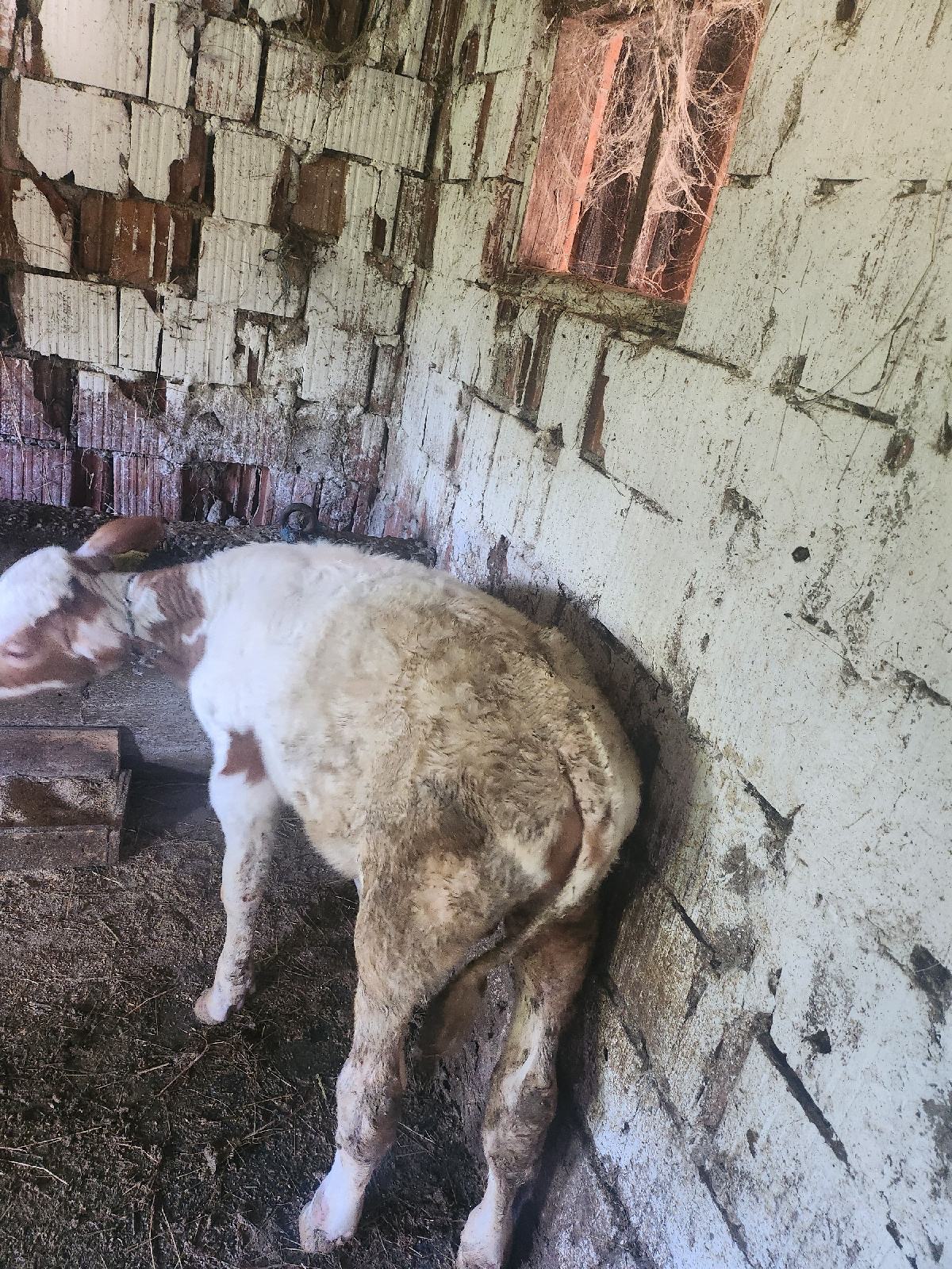 Musko tele, Staro 2.5 mjesec hitno!