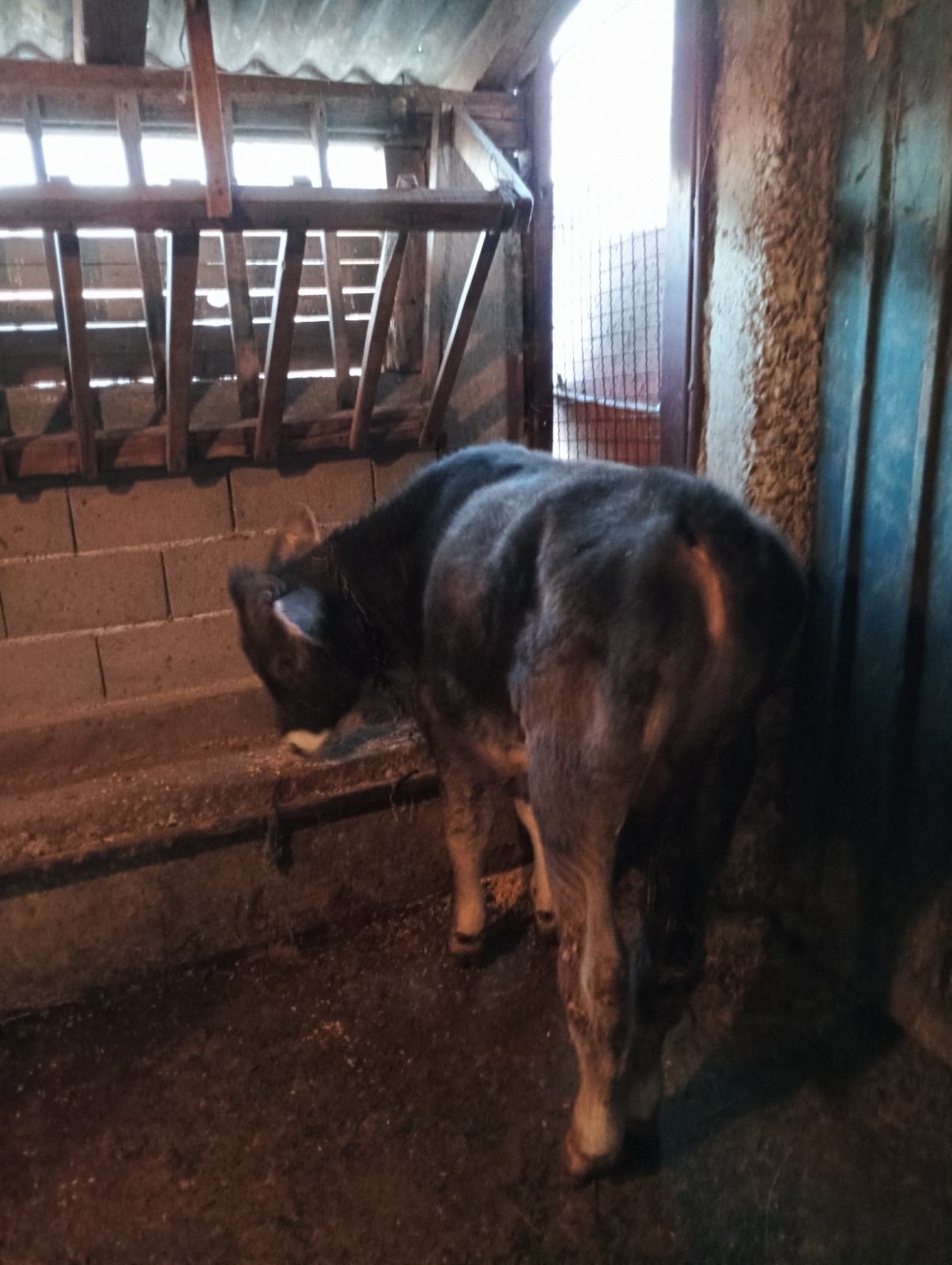 musko tele tesko oko 180. 200kg