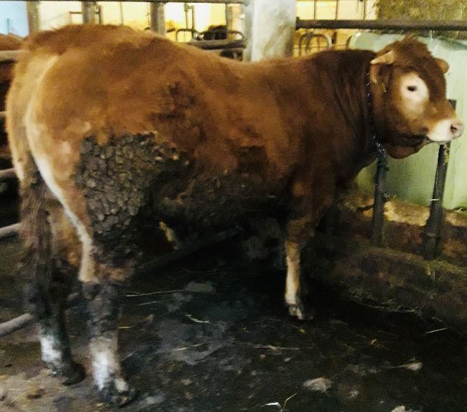 Plemenski bik limuzin