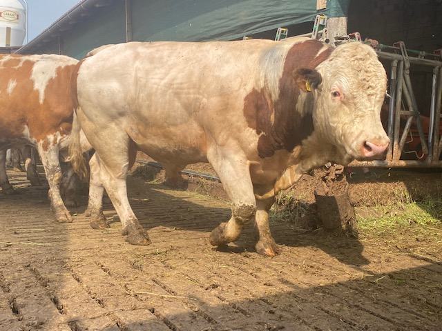 Plemenski bik lisaste pasme