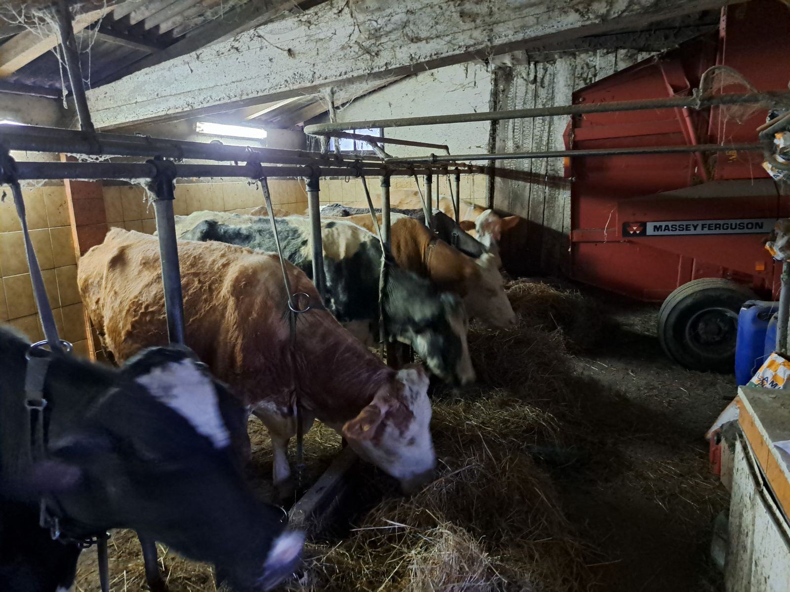 PRODAJA STEONIH JUNICA I KRAVA