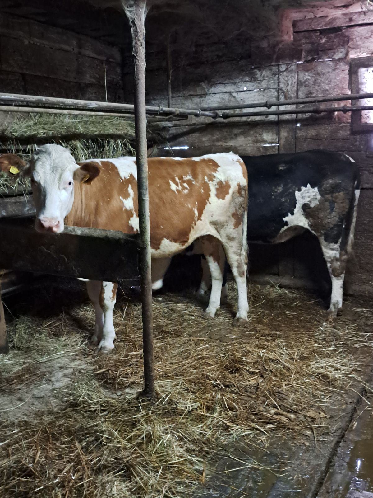 PRODAJA STEONIH JUNICA I KRAVA