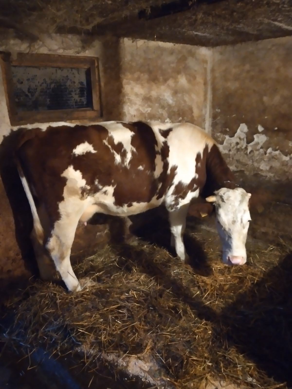 Prodaje se krava i junica