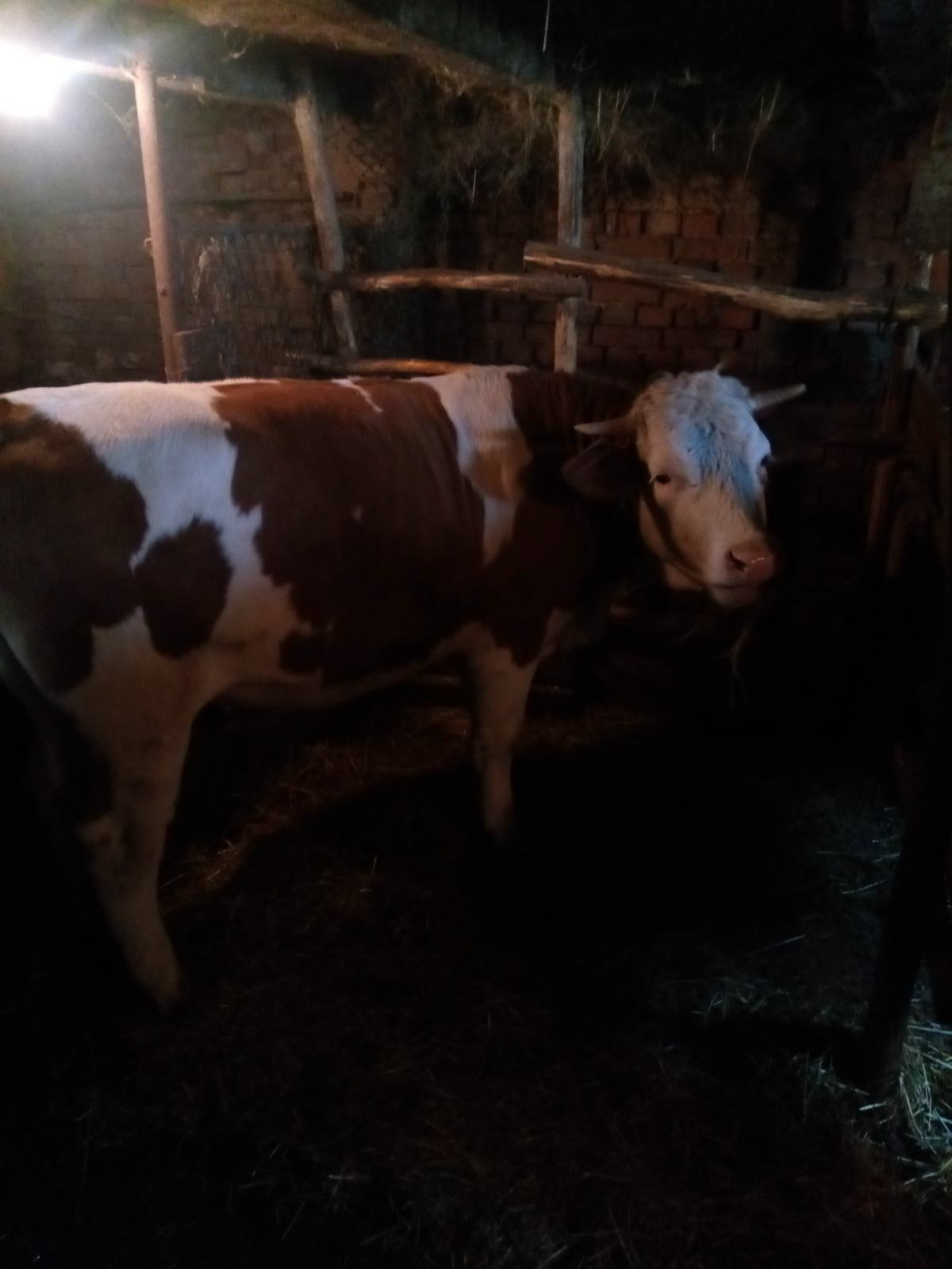 Prodaje se mlada junica, stelna 7 mjeseci, inf. na 098/9319-244