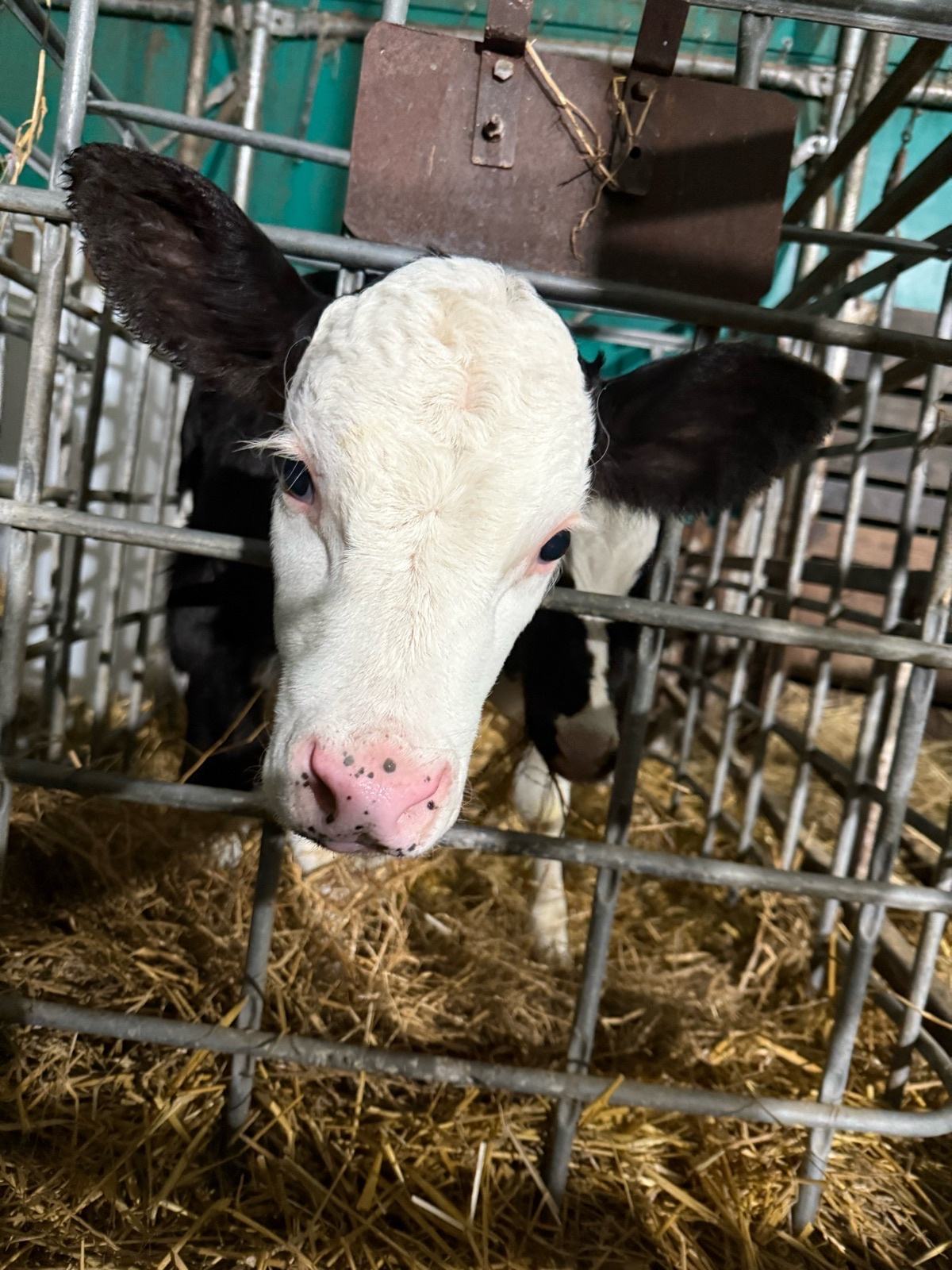 Prodaje se muško tele