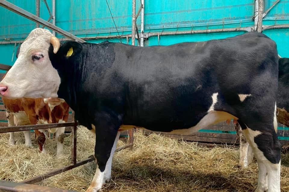 Prodaje se steona junica