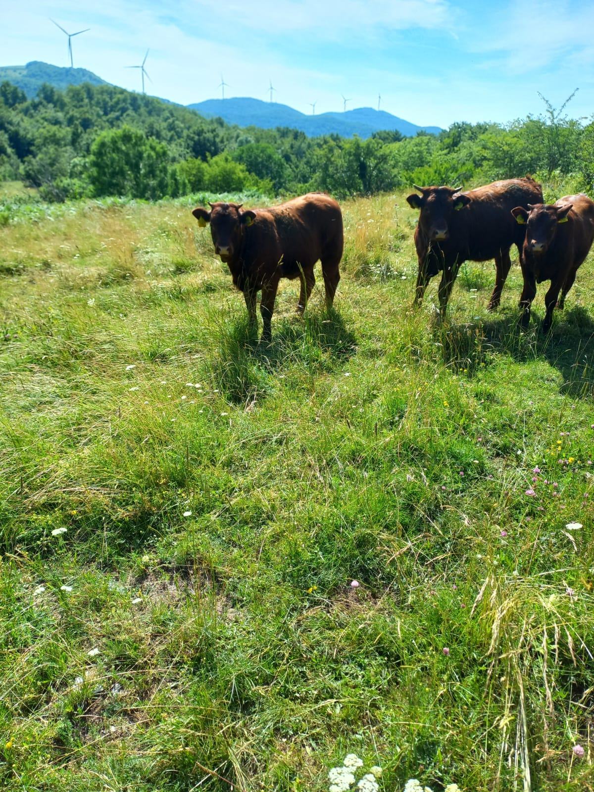 Prodajem 3 junice Salers