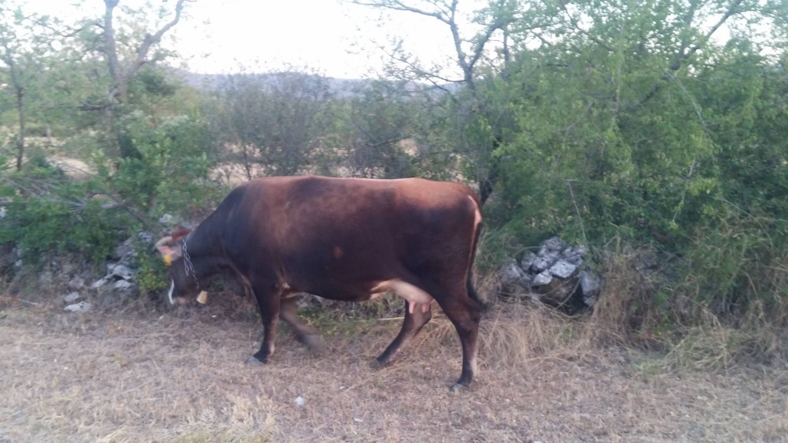 Prodajem 3 krave i junicu!