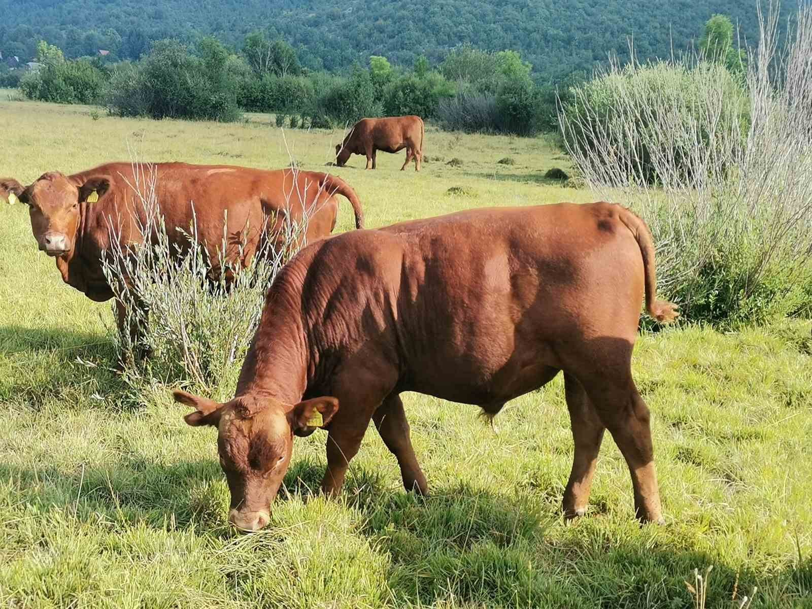 Prodajem Angus junce