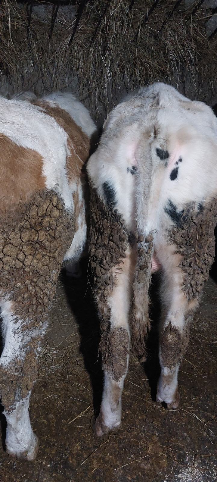 Prodajem dvije stelne junice dvije za obradu i dva teleta