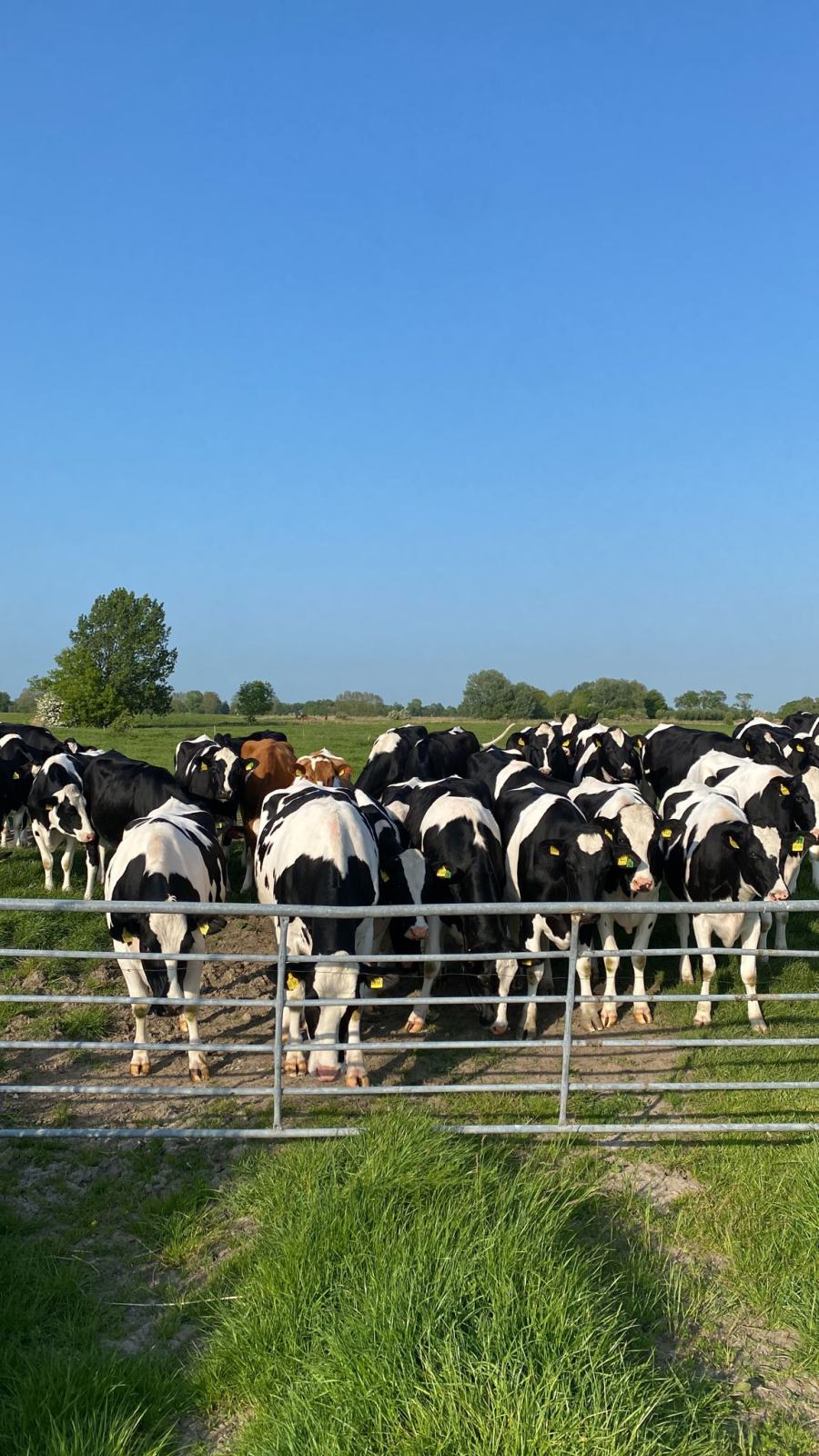 Prodajem junice Holstein