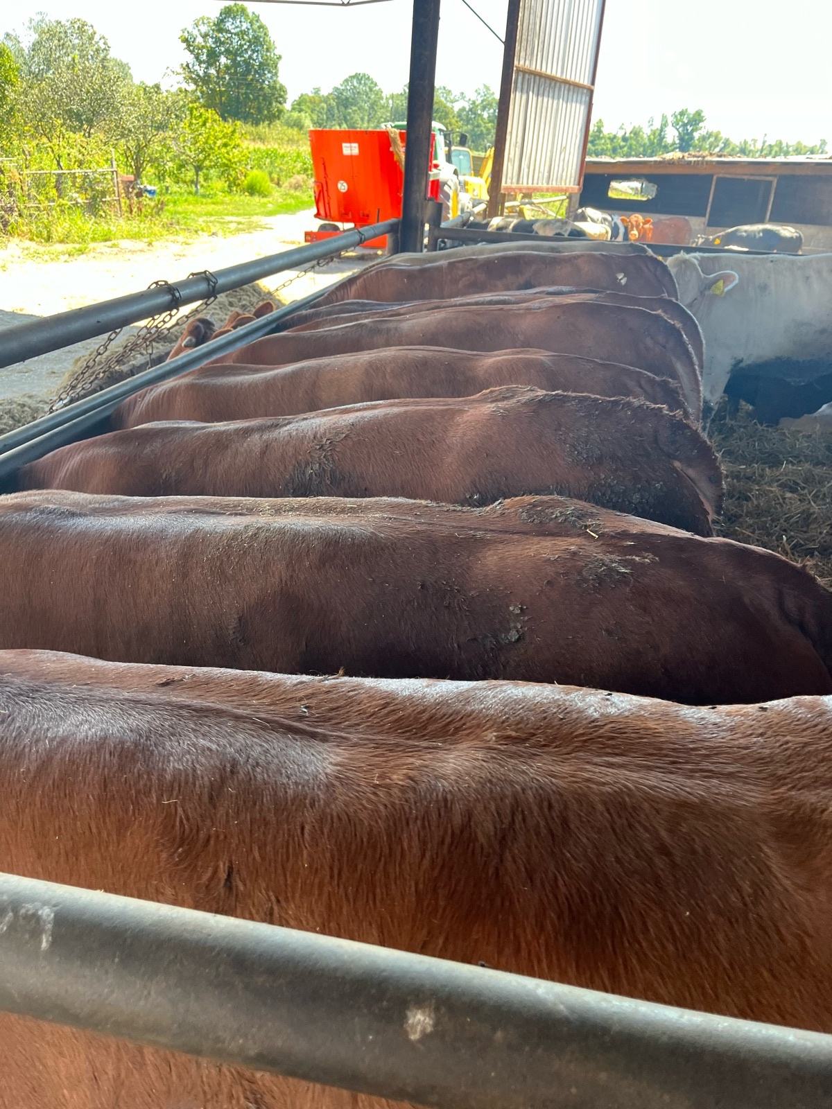 Prodajem junice Limuzin