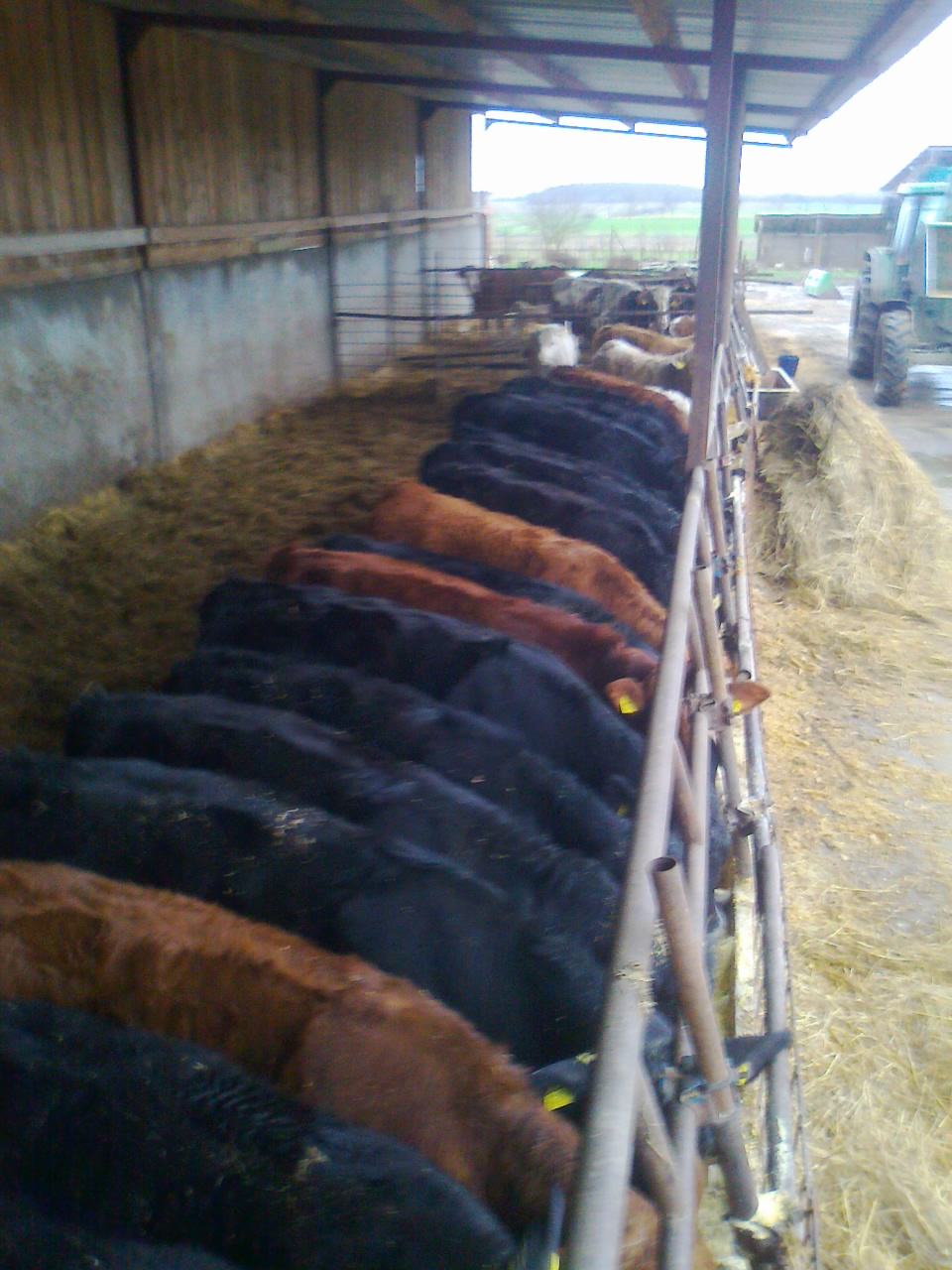 Prodajem junice pasmine angus-limousine