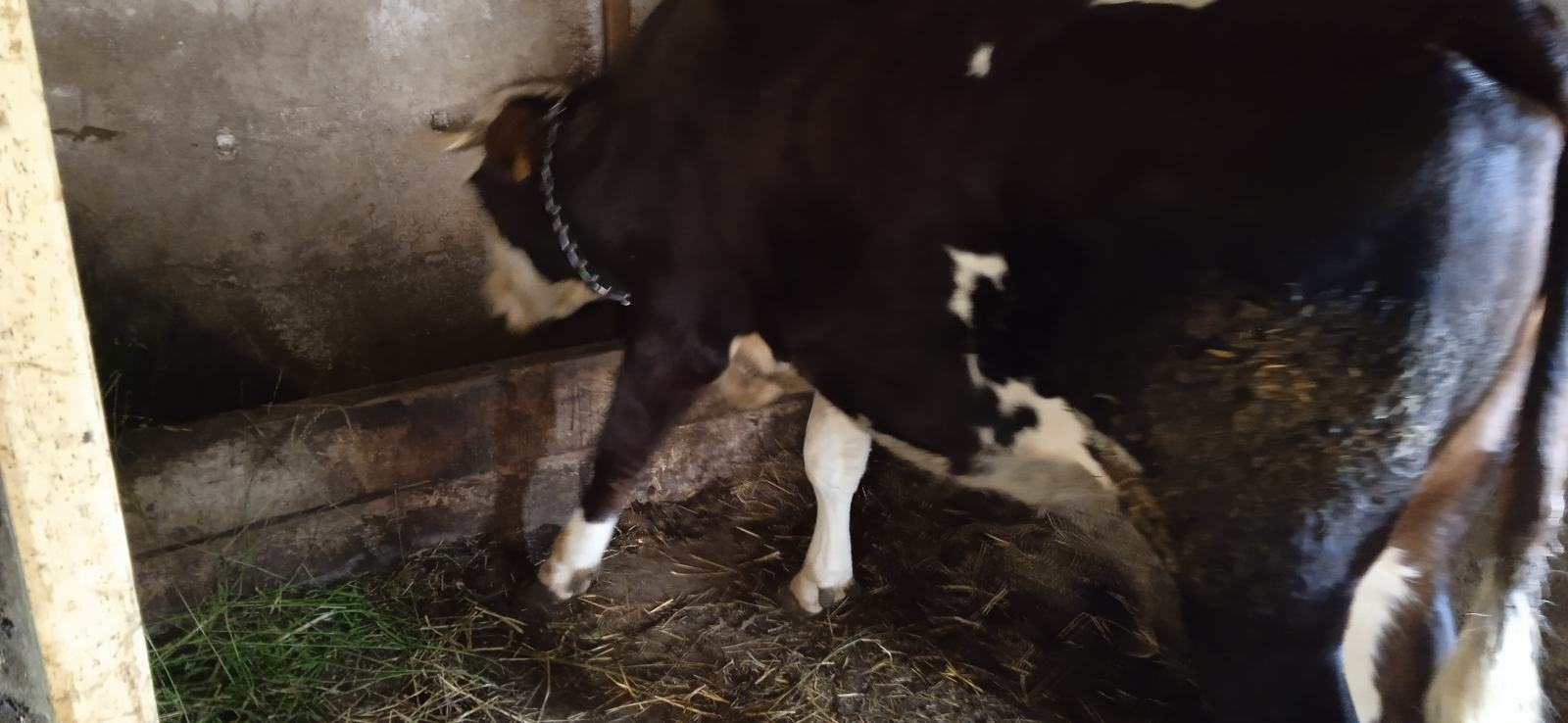 Prodajem junicu i kravu