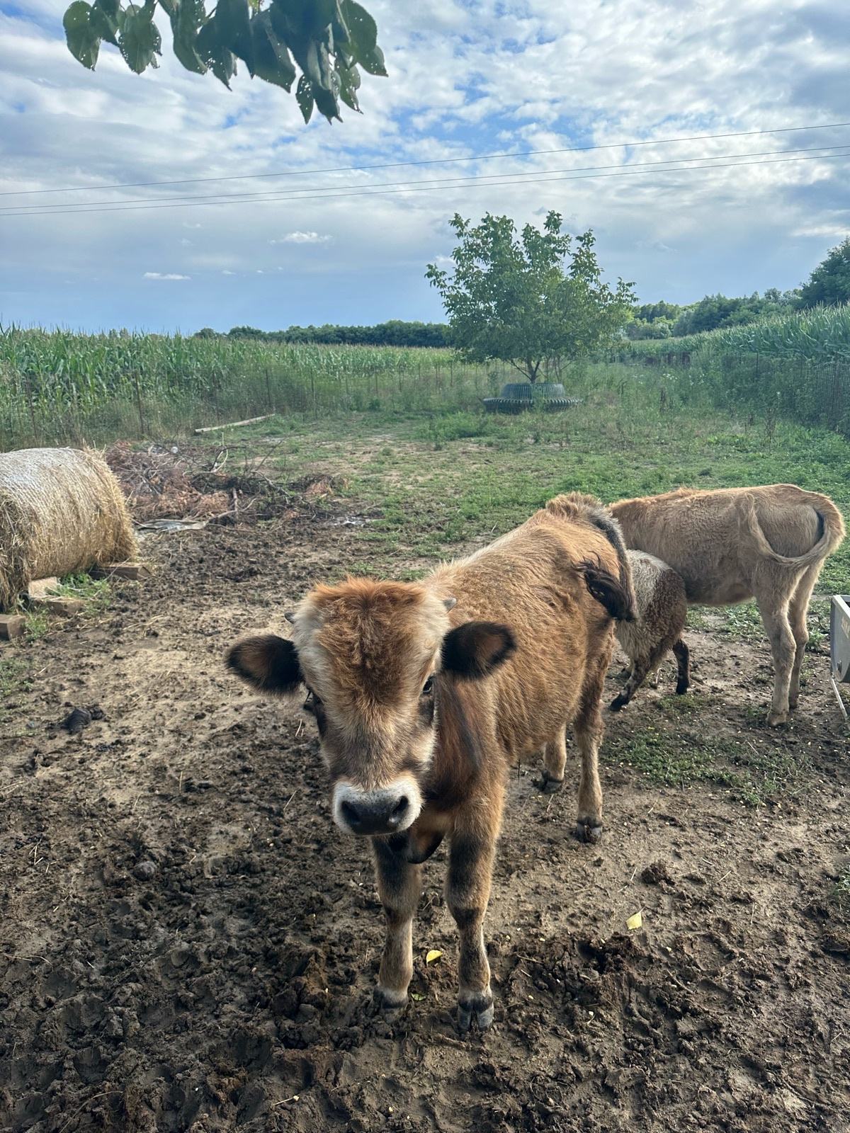 Prodajem Krave Buše