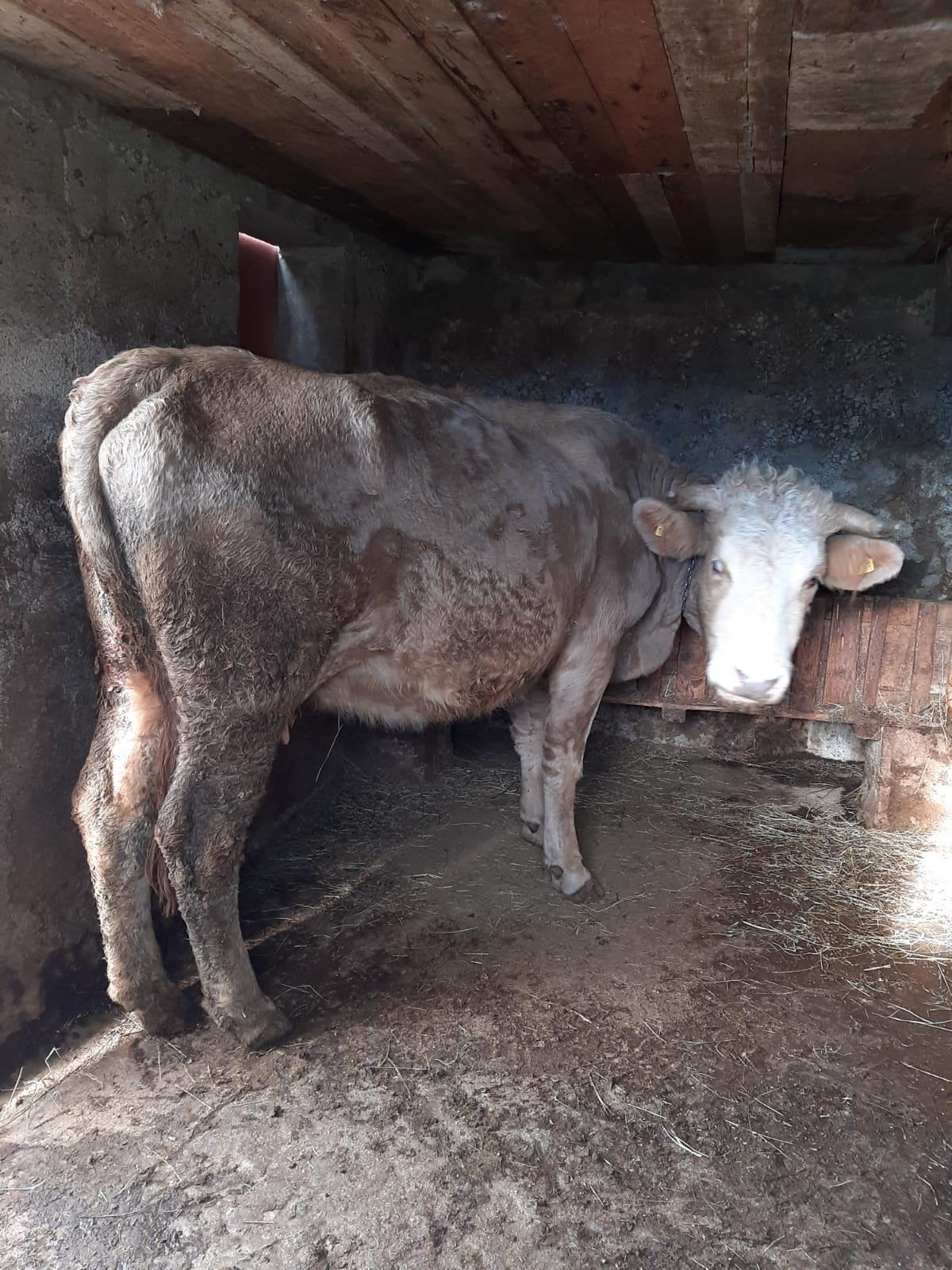 Prodajem kravu i junicu