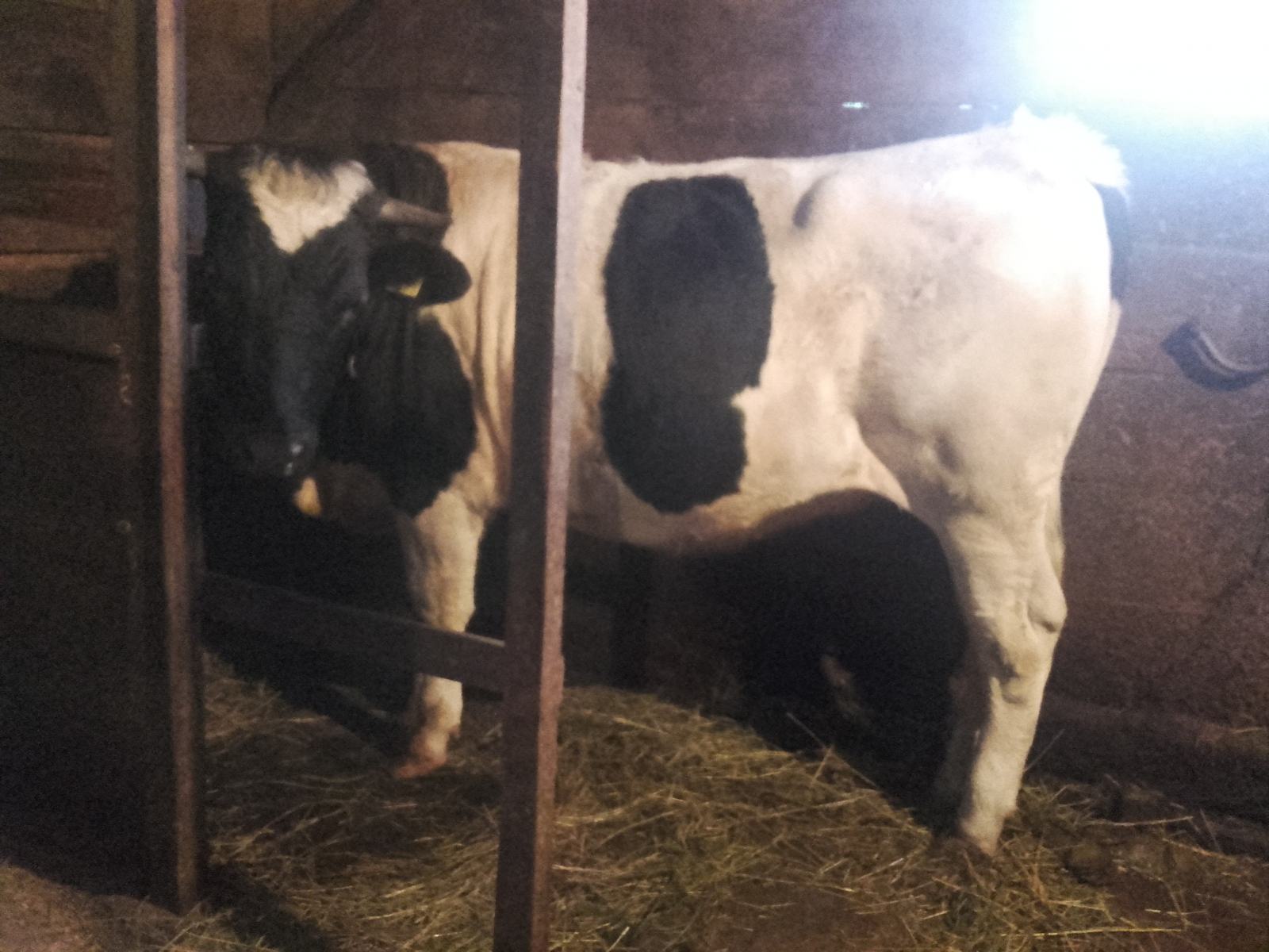 Prodajem kravu i junicu