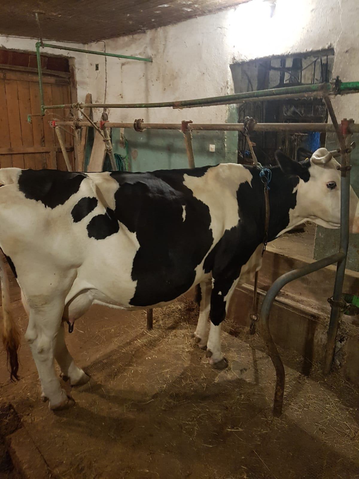 Prodajem kravu i tele!