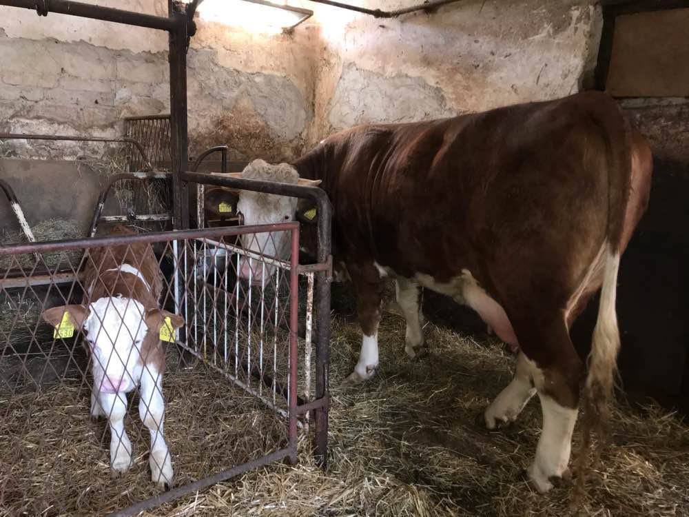 PRODAJEM KRAVU I TELE