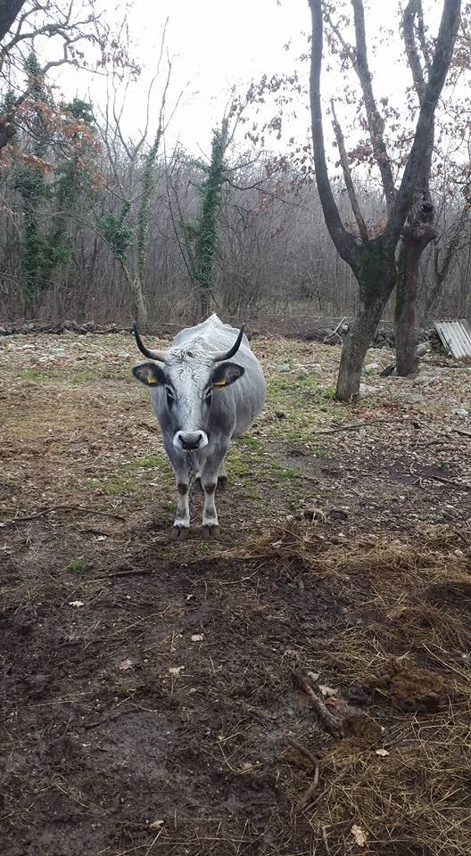PRODAJEM KRAVU S TELETOM,TE KRAVU I JUNICU ISTARSKOG GOVEDA!