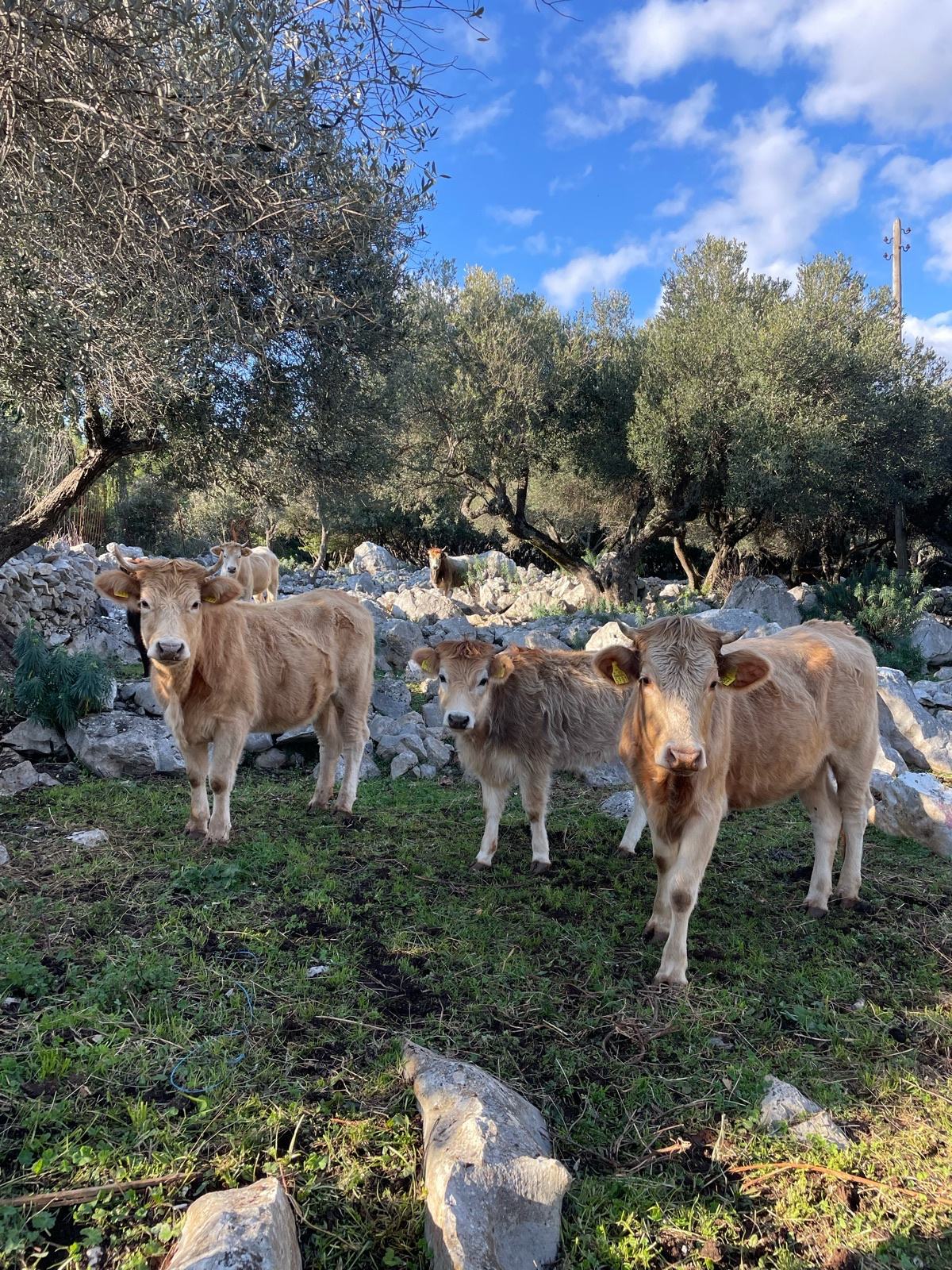 Prodajem mlade junice i krave pasmine BUŠA