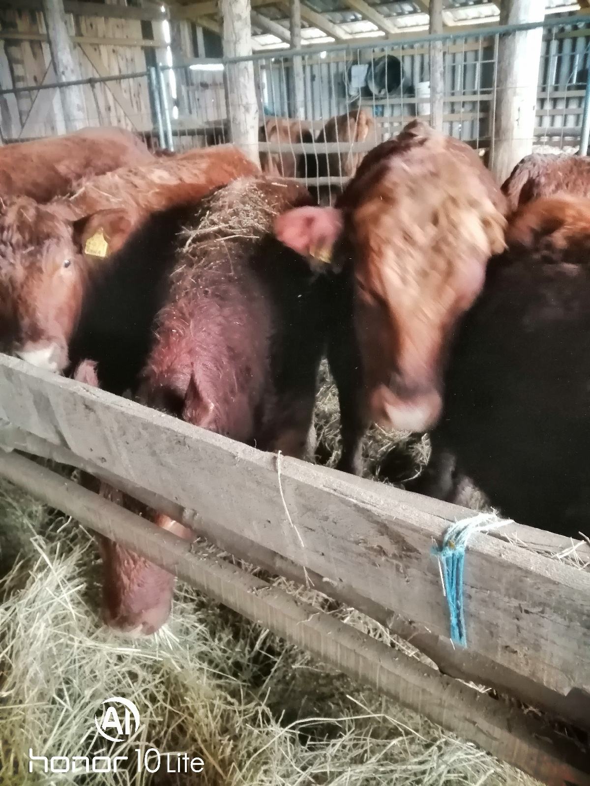 prodajem red angus krave sa telcima, stelne krave i mlade junice steln