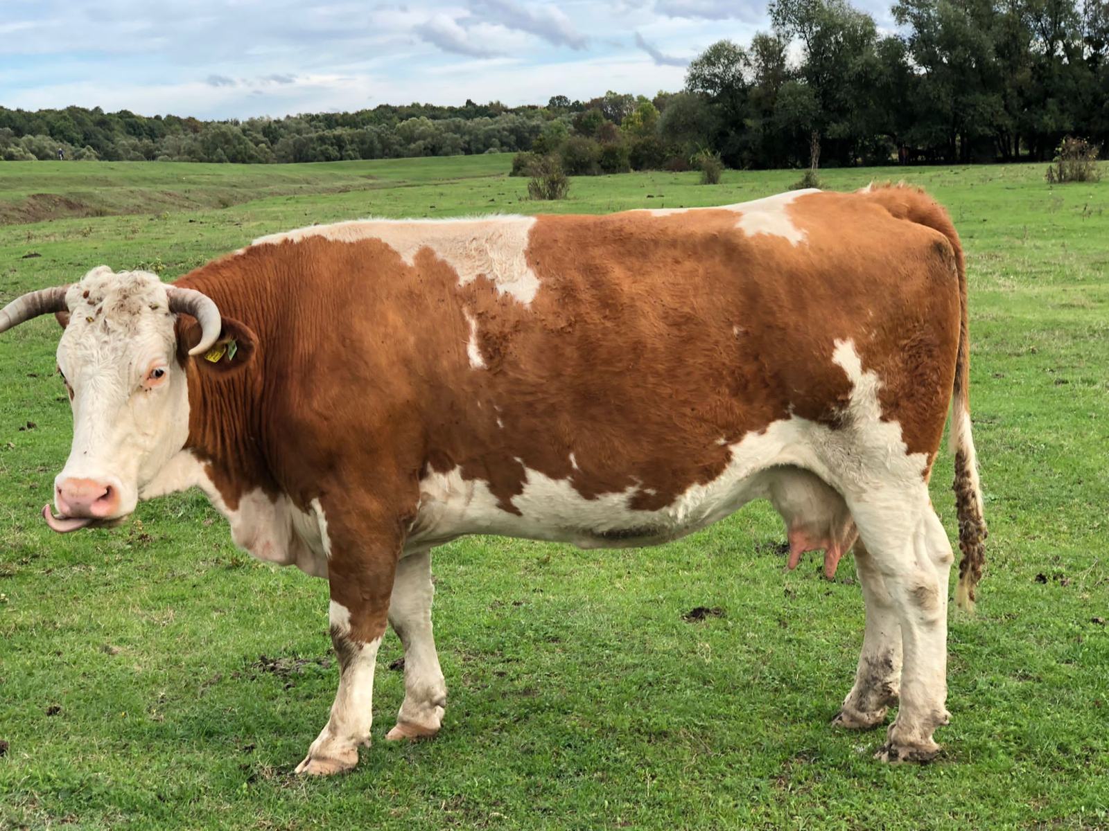 prodajem stado krava i junica