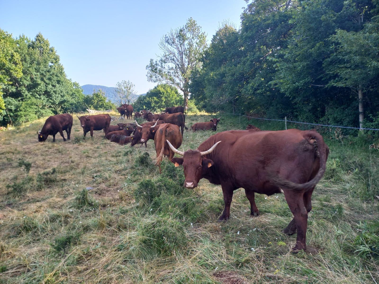 Prodajem stado Salers krava