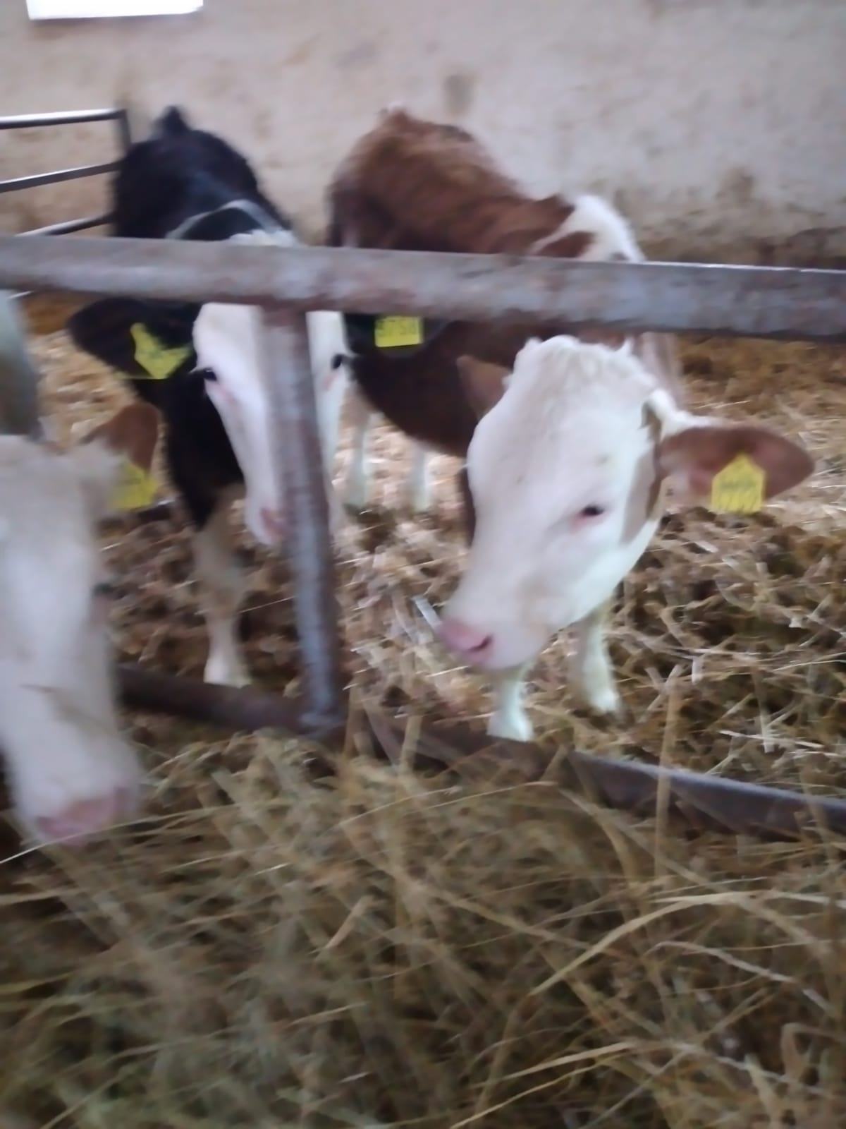 Prodajem telad simental