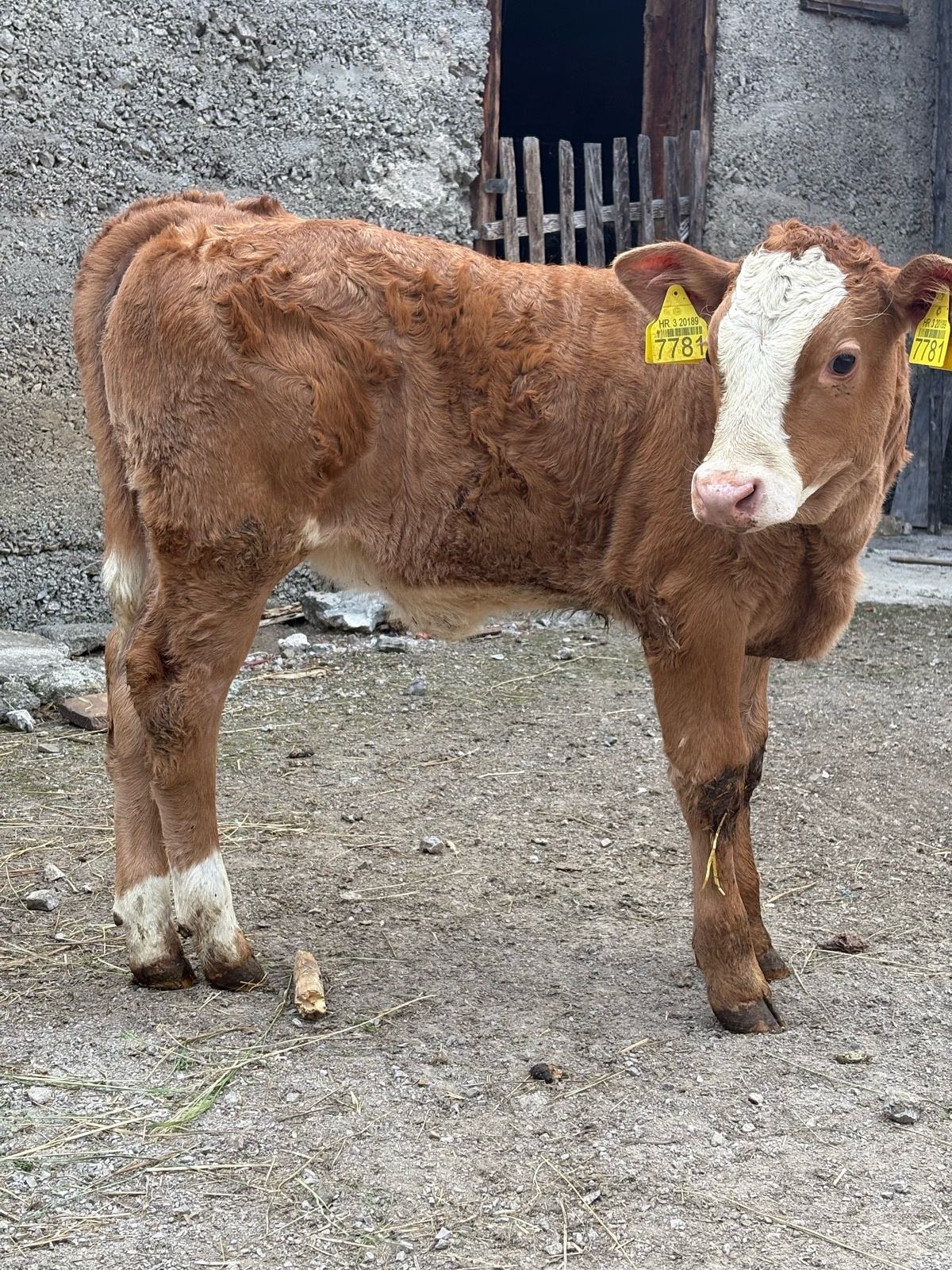 Prodajem telad hitno!