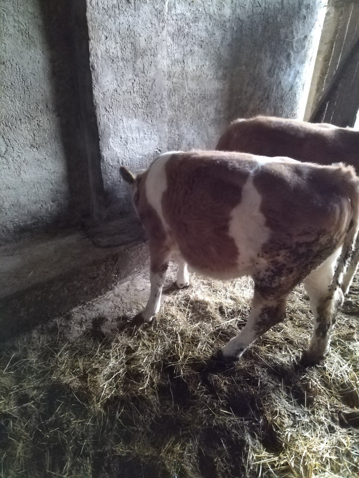 Prodajem žensku telad