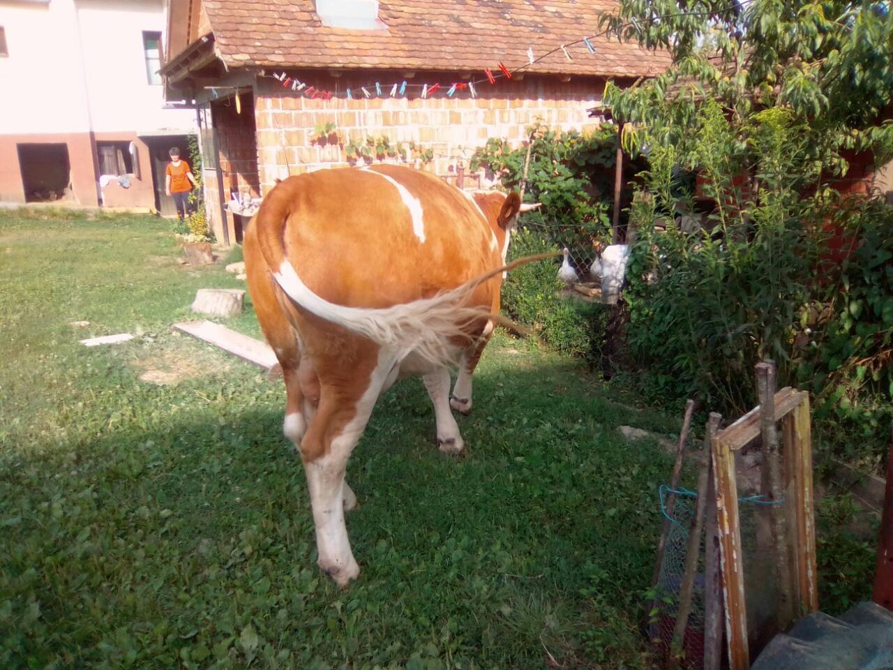 Na prodaju visoko steona junica i krava simentalske rase