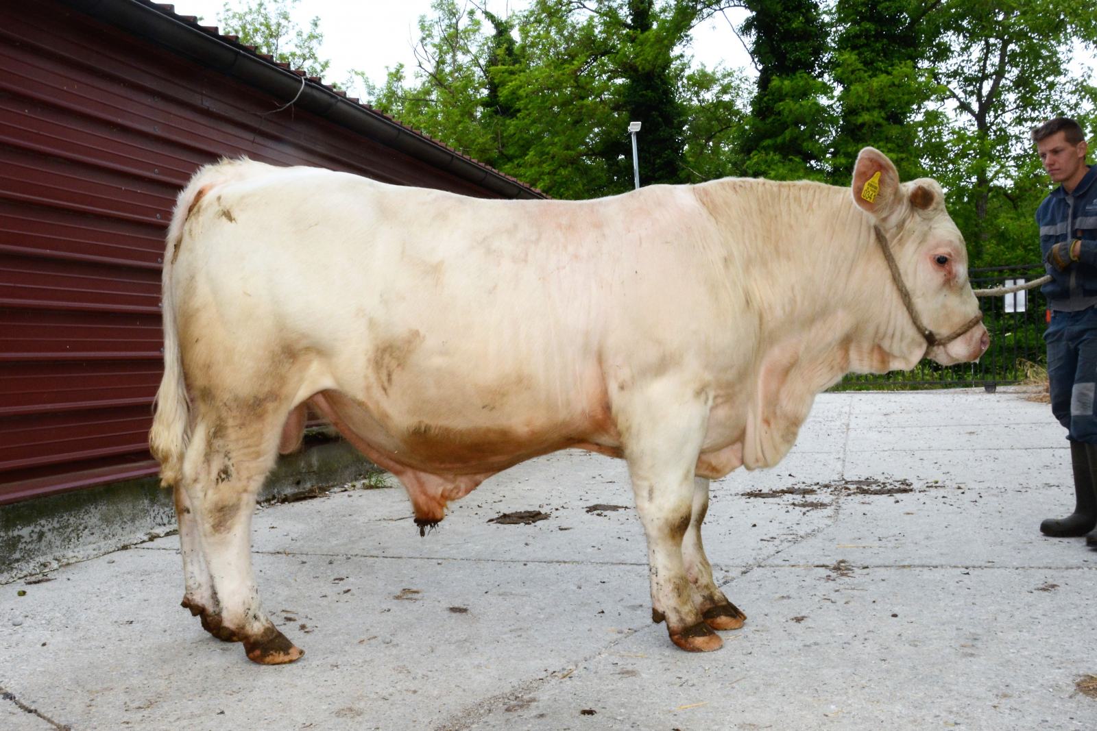 RASPLODNI BIK ŠAROLE PASMINE