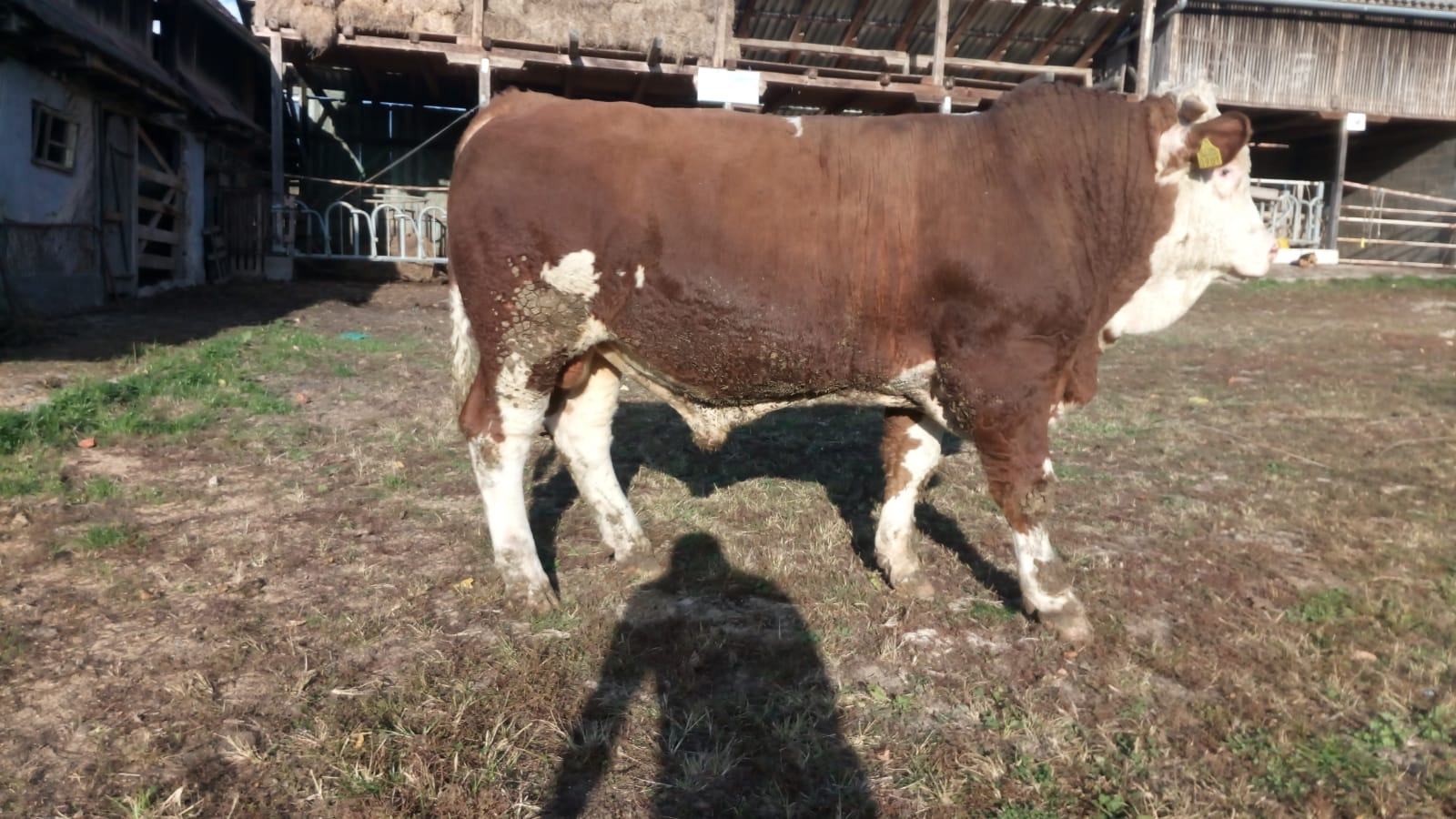 Rasplodni bik simentalac