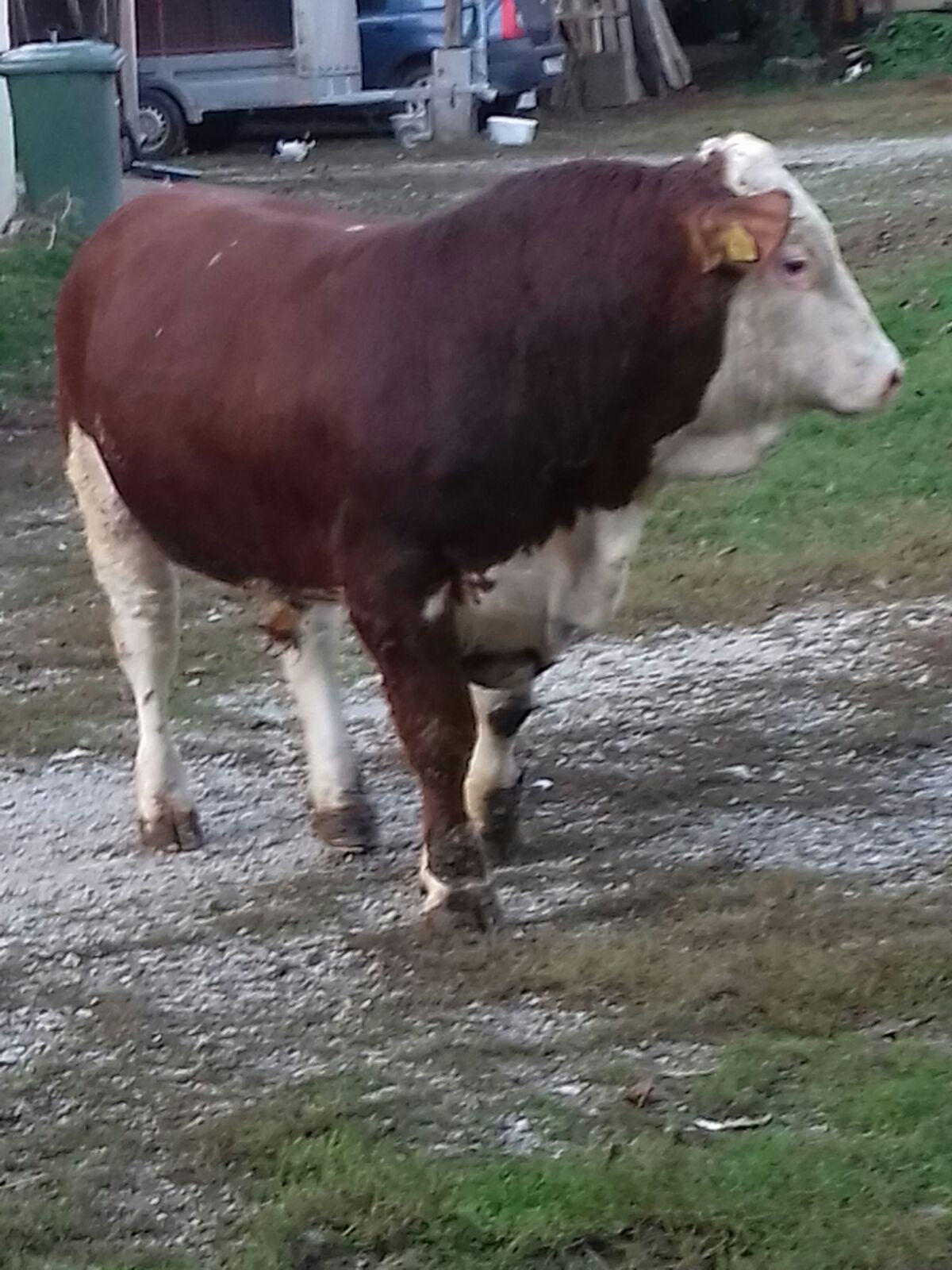 Rasplodni bik simentalac