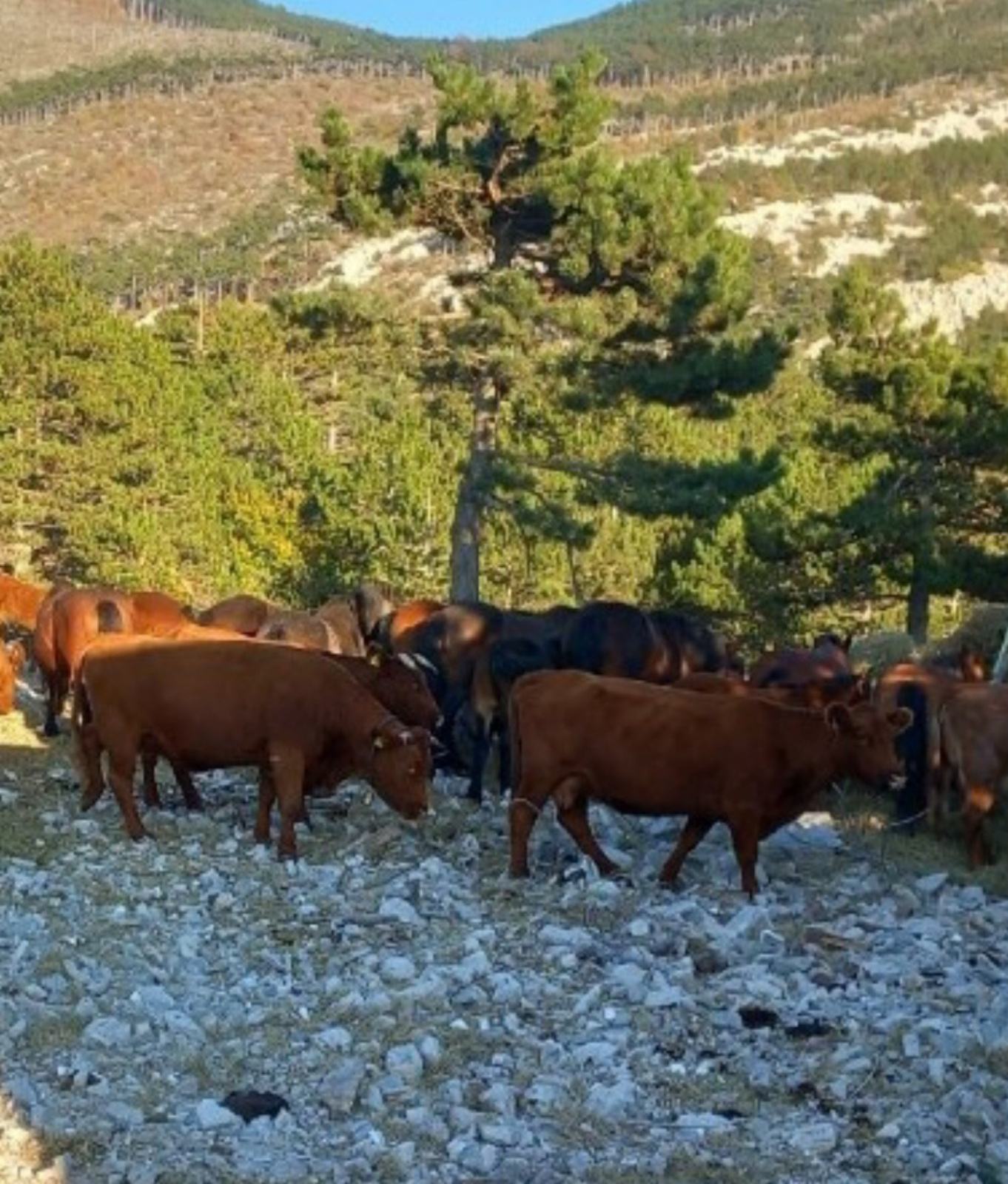 Red Angus goveda(krava/tele)