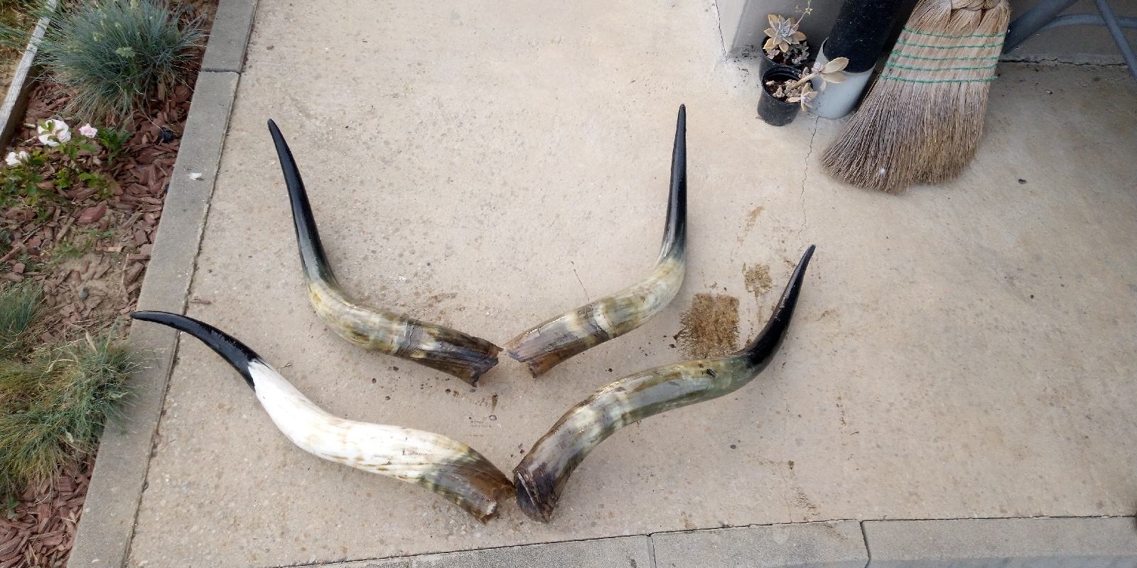 Rogovi od bikova slavonsko srijemski podolac